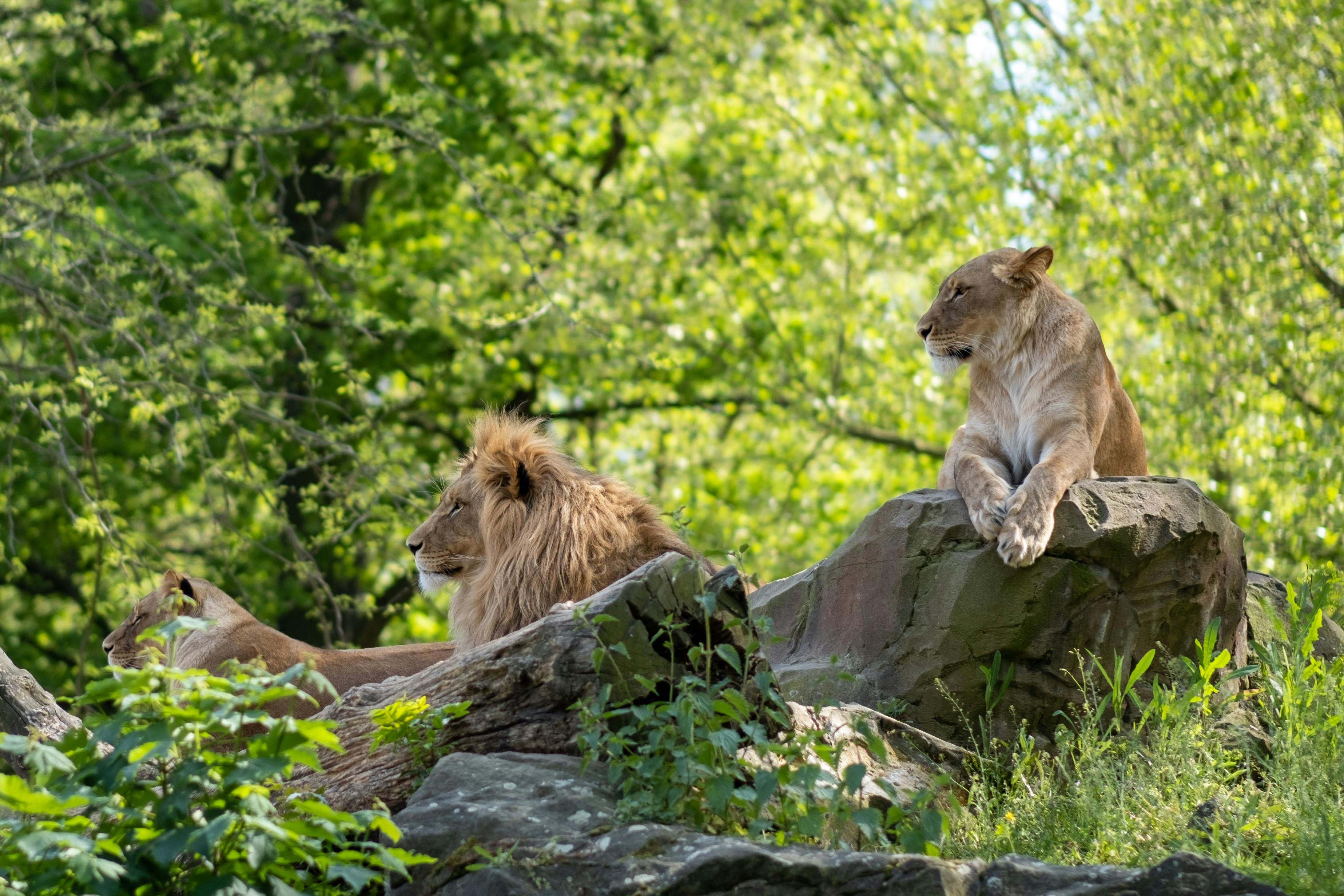 Lion on Tree · Free Stock Photo