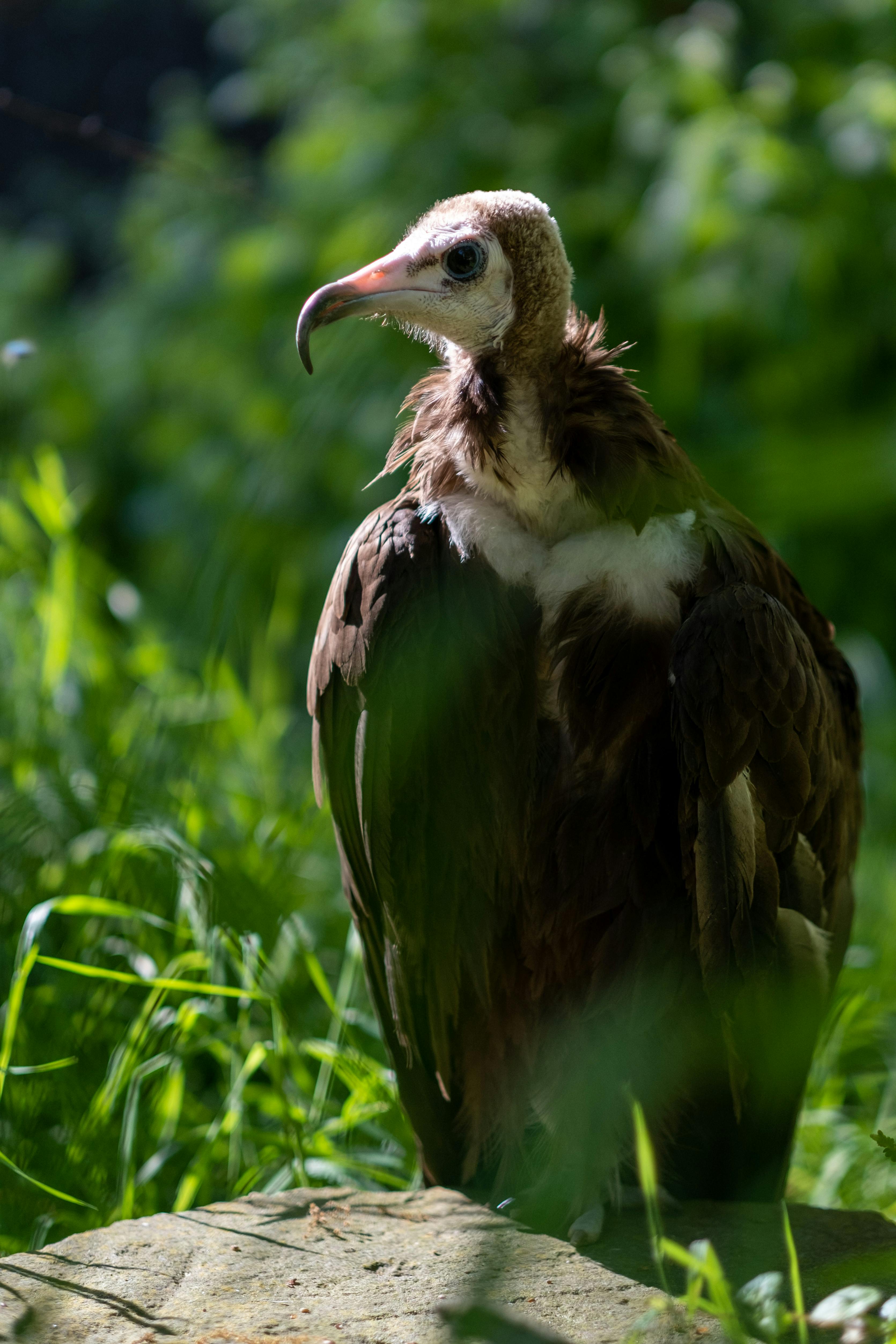 Close-up of a Hooded Vulture · Free Stock Photo