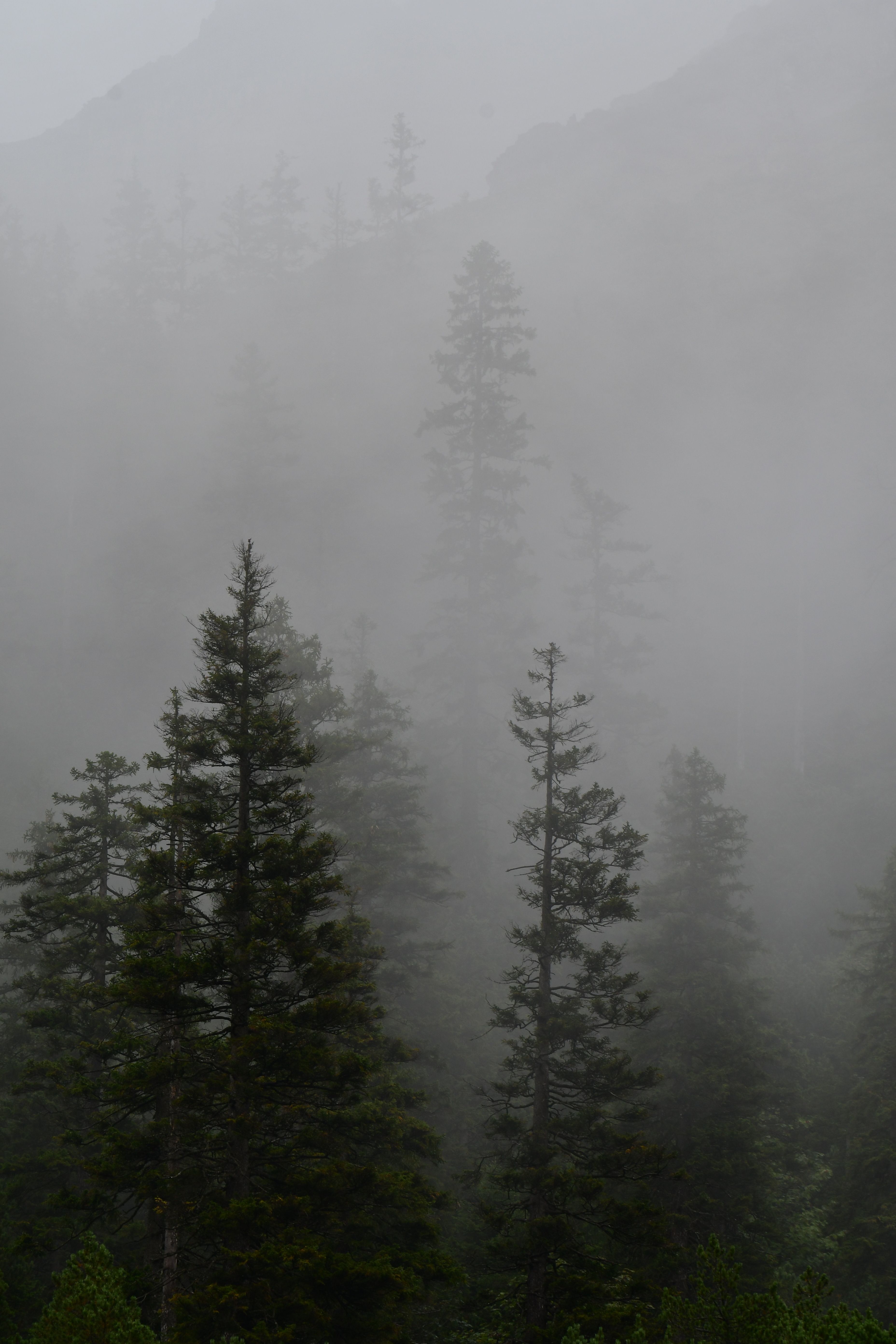 Fog over Forest · Free Stock Photo