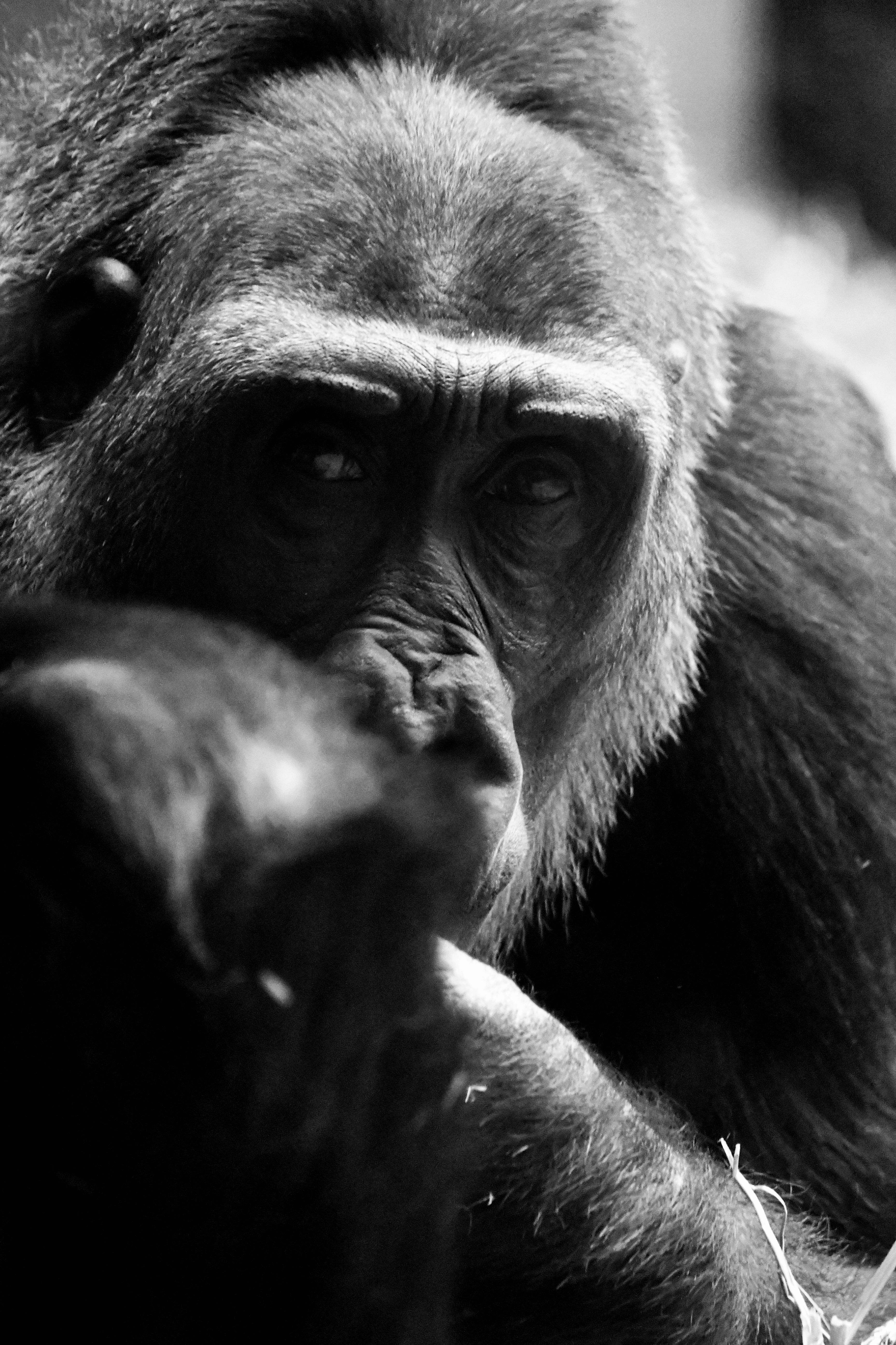 Sitting Gorilla in Black and White · Free Stock Photo