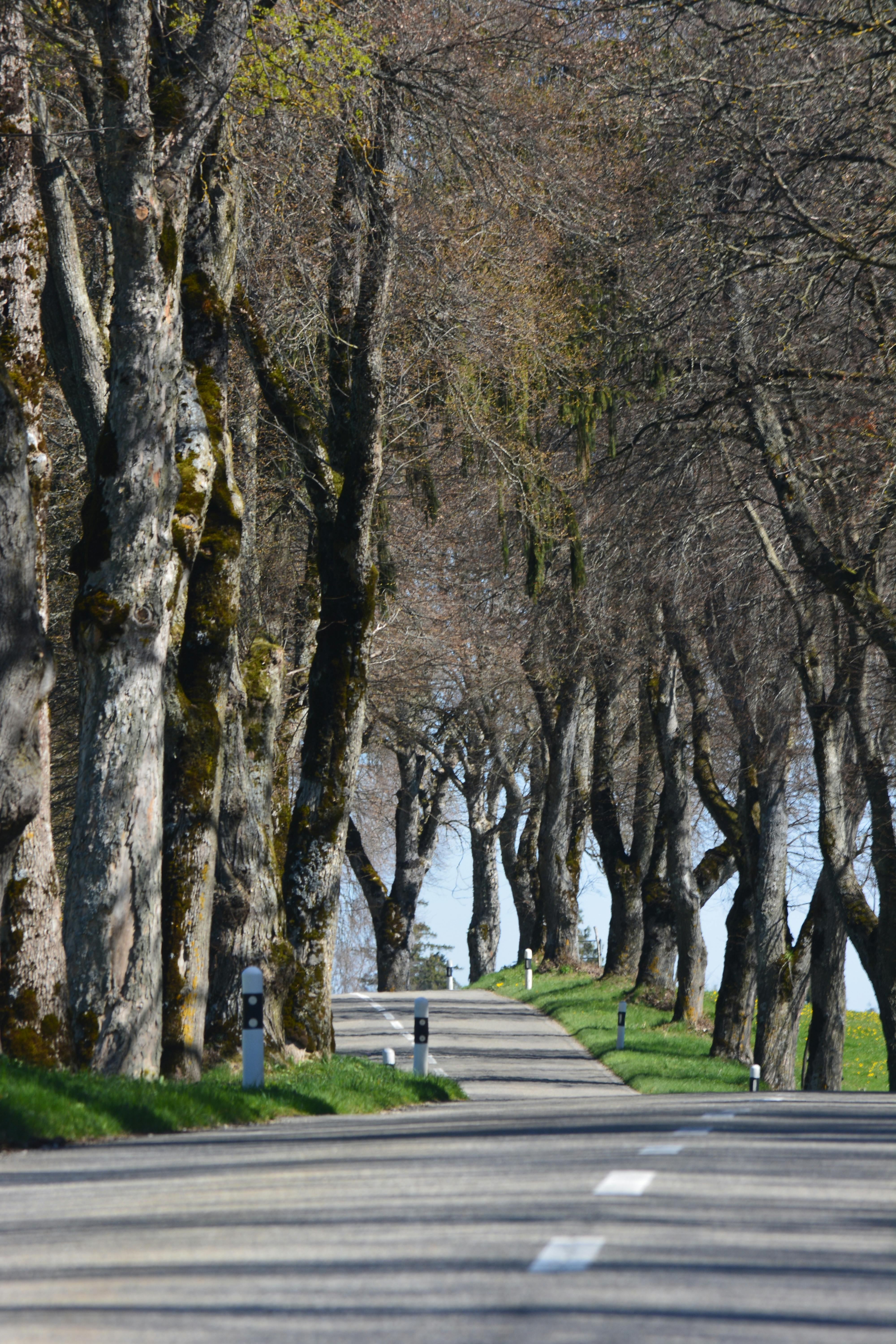 Treeline Photos, Download The BEST Free Treeline Stock Photos & HD Images