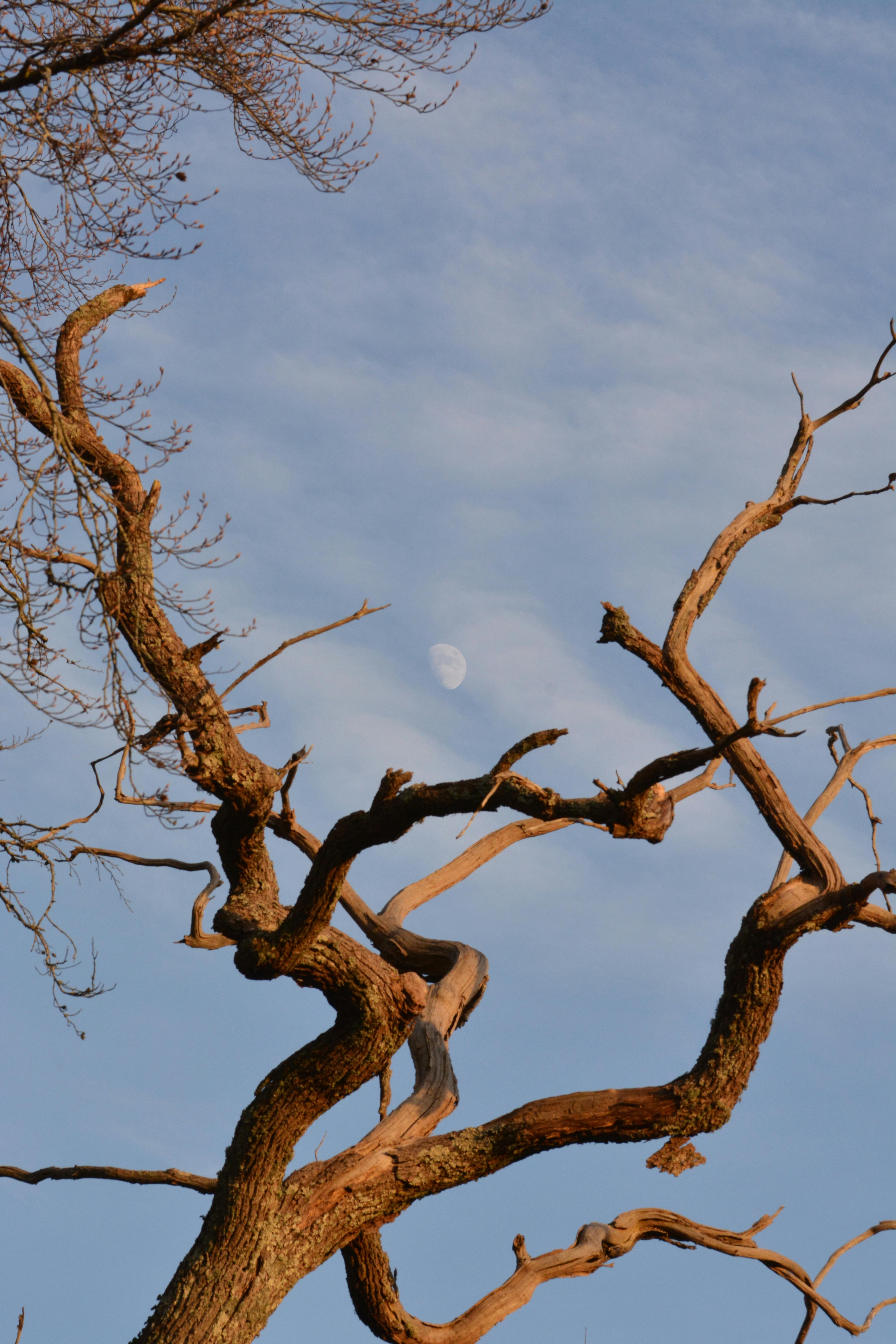 Dired Tree under Crescent Moon · Free Stock Photo
