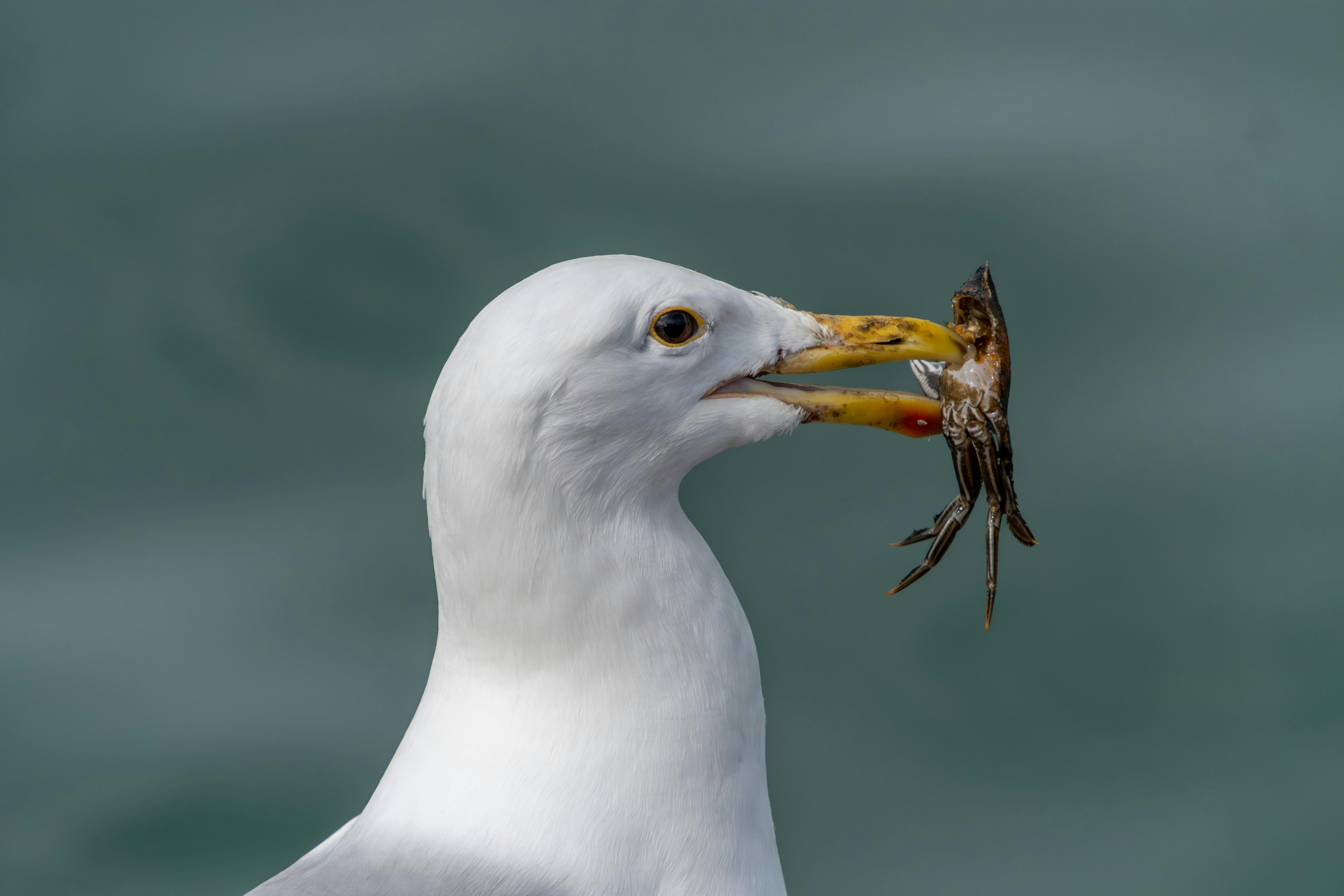 Seagull Holding Prey · Free Stock Photo