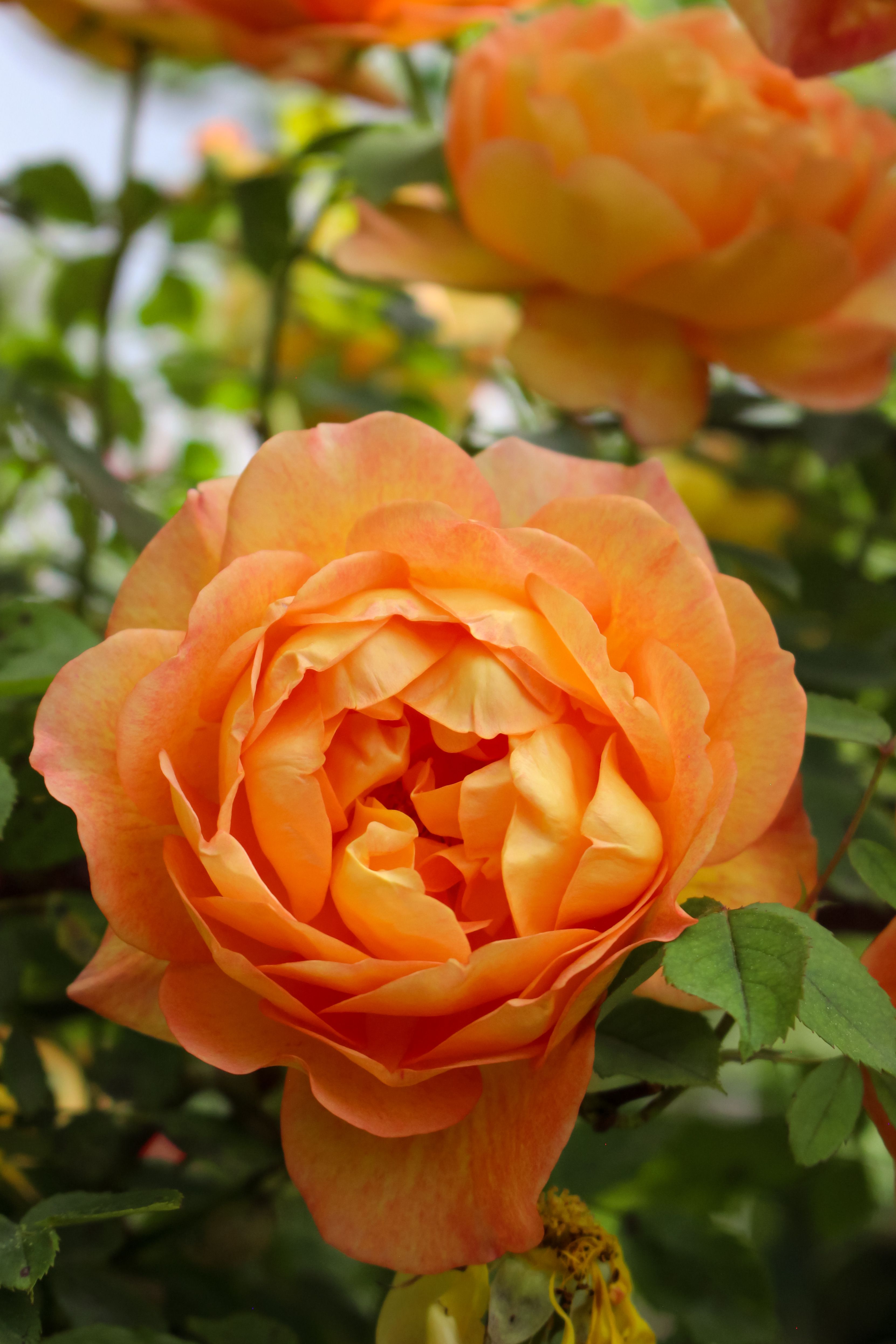 Orange Rose Flower in Bloom during Daytime · Free Stock Photo