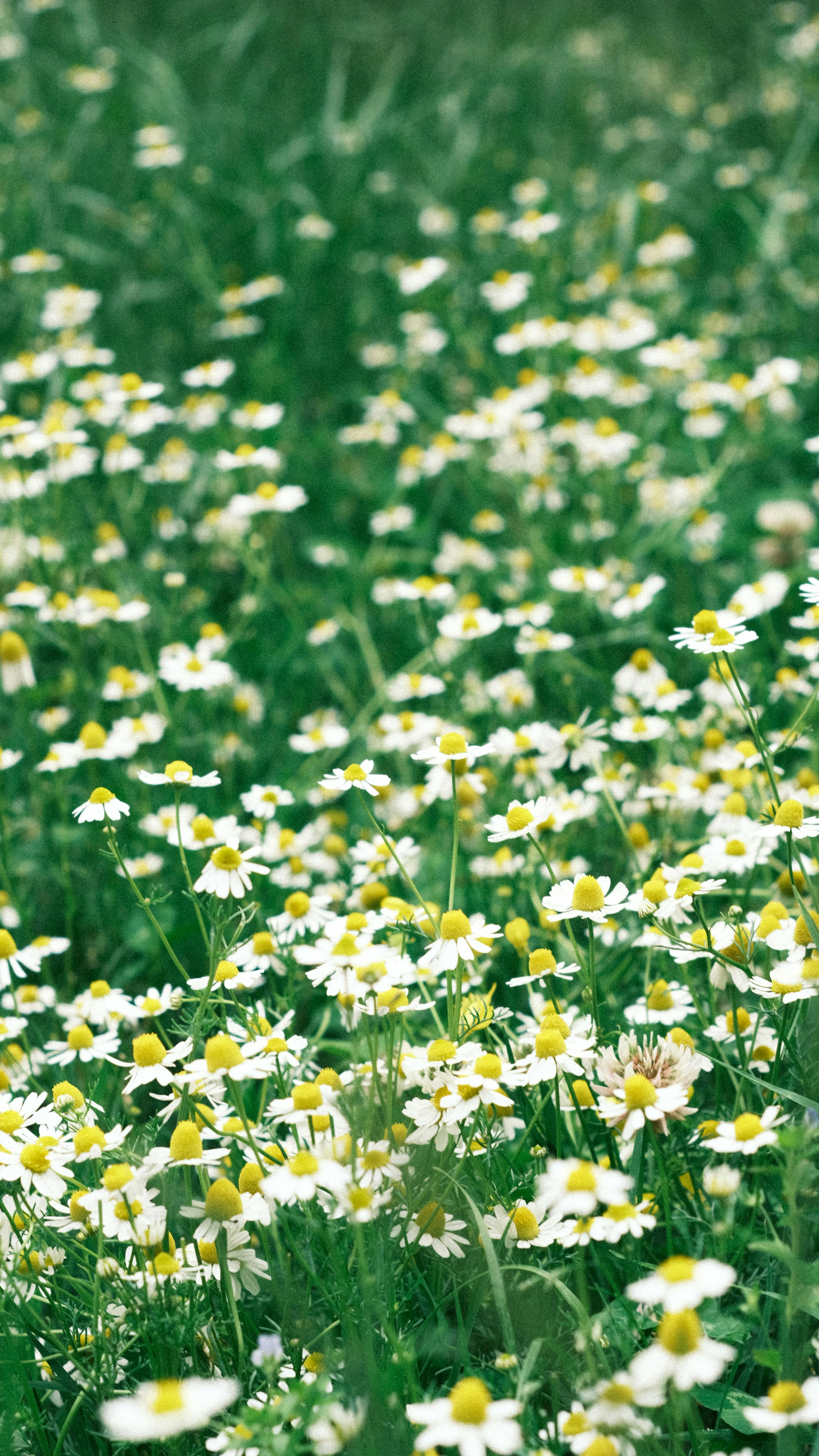 Photo of Chamomile Field · Free Stock Photo