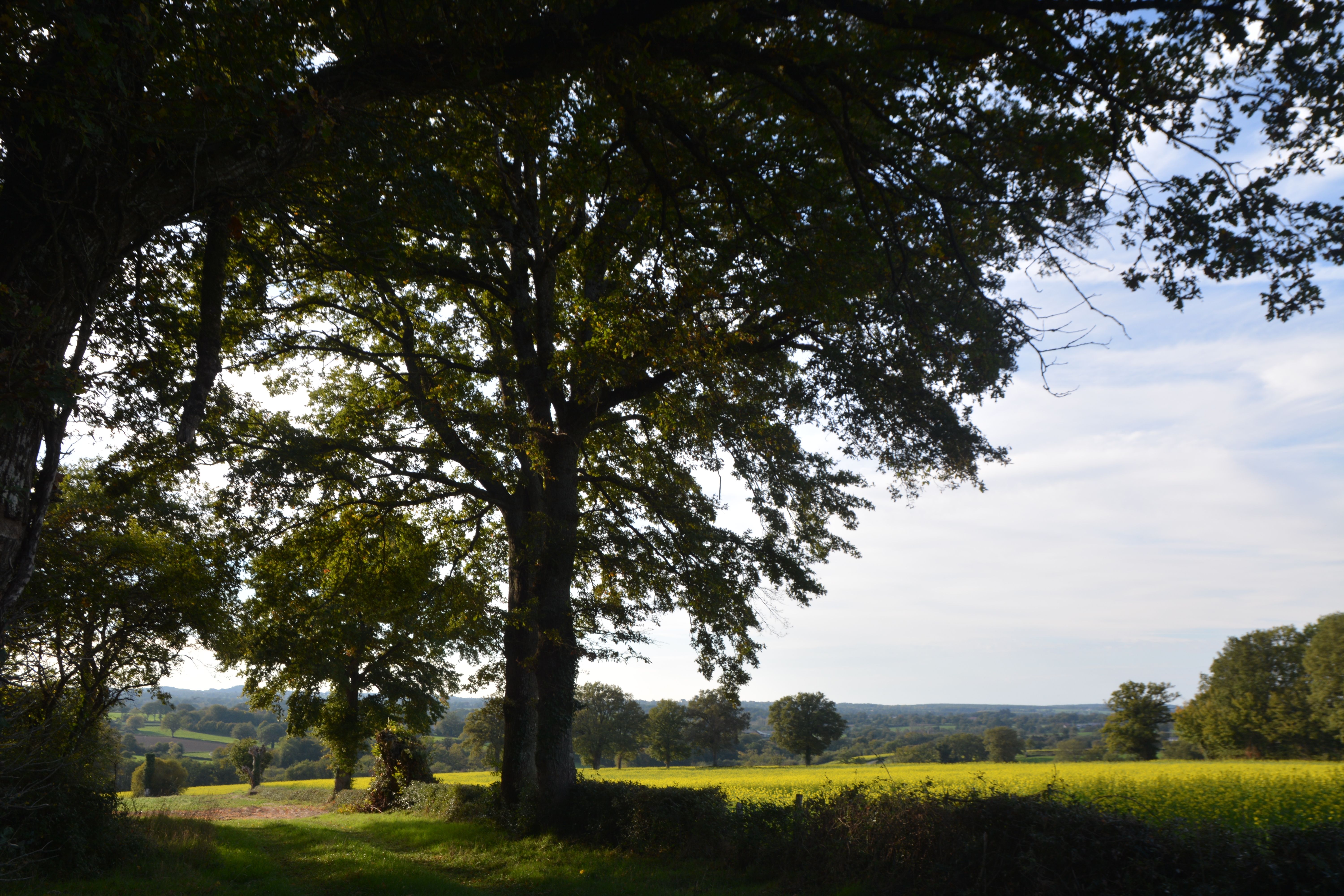 Landscape with Trees and a Field · Free Stock Photo