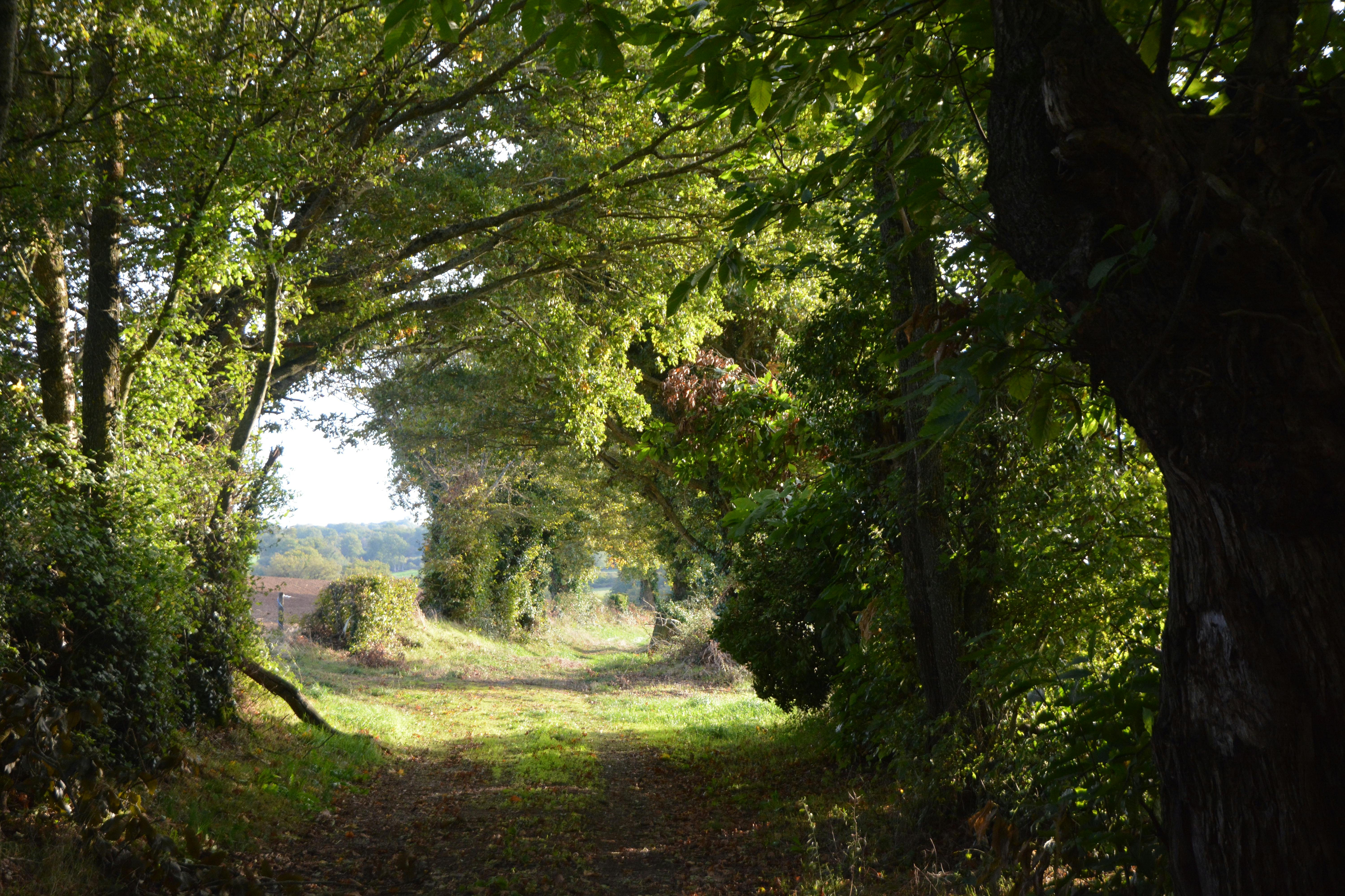 Footpath between Trees · Free Stock Photo