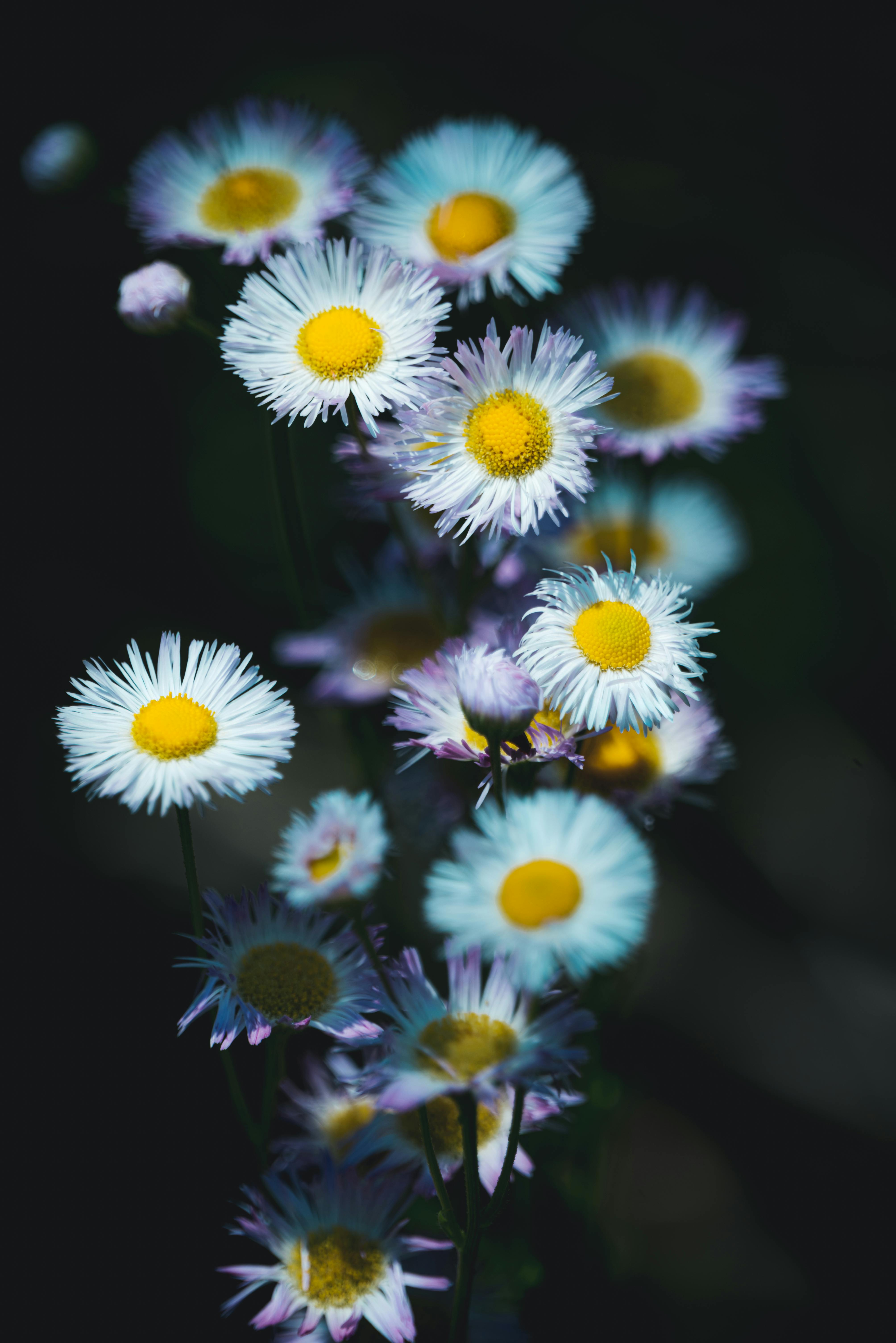 Close-up of Chamomile Flowers · Free Stock Photo