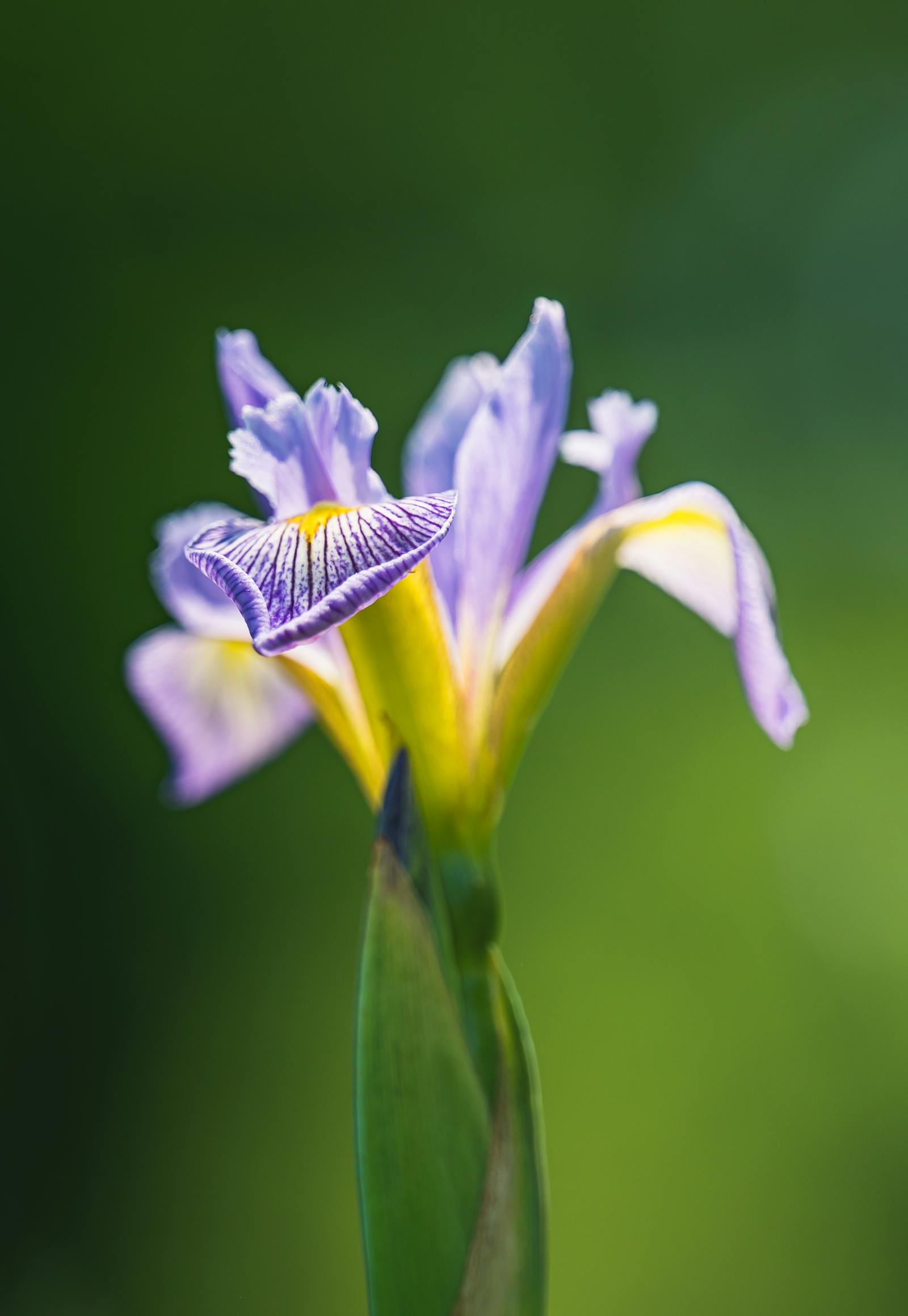 Iris Flower Photos, Download The BEST Free Iris Flower Stock Photos ...