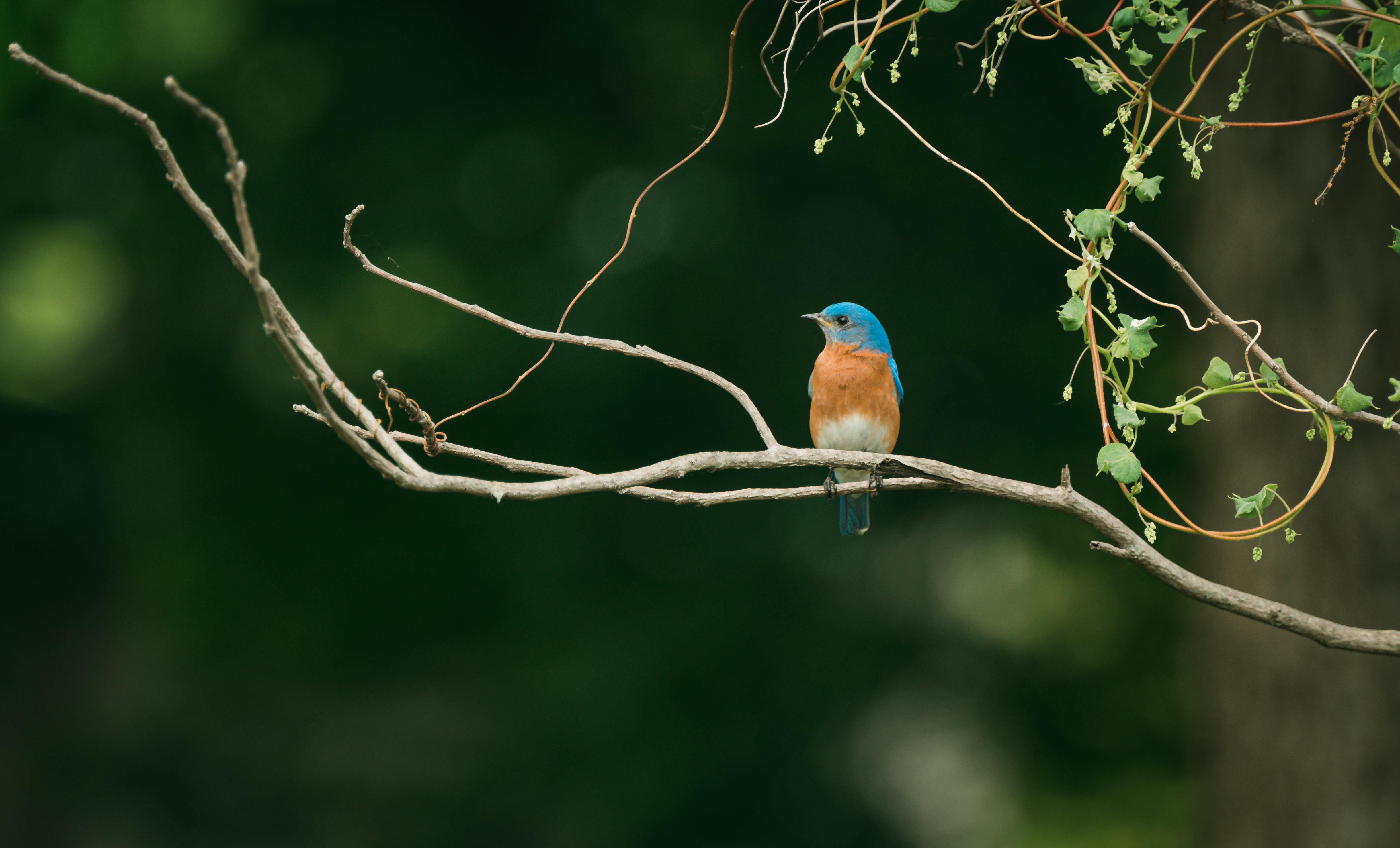 Eastern Bluebird Perching on a Branch · Free Stock Photo