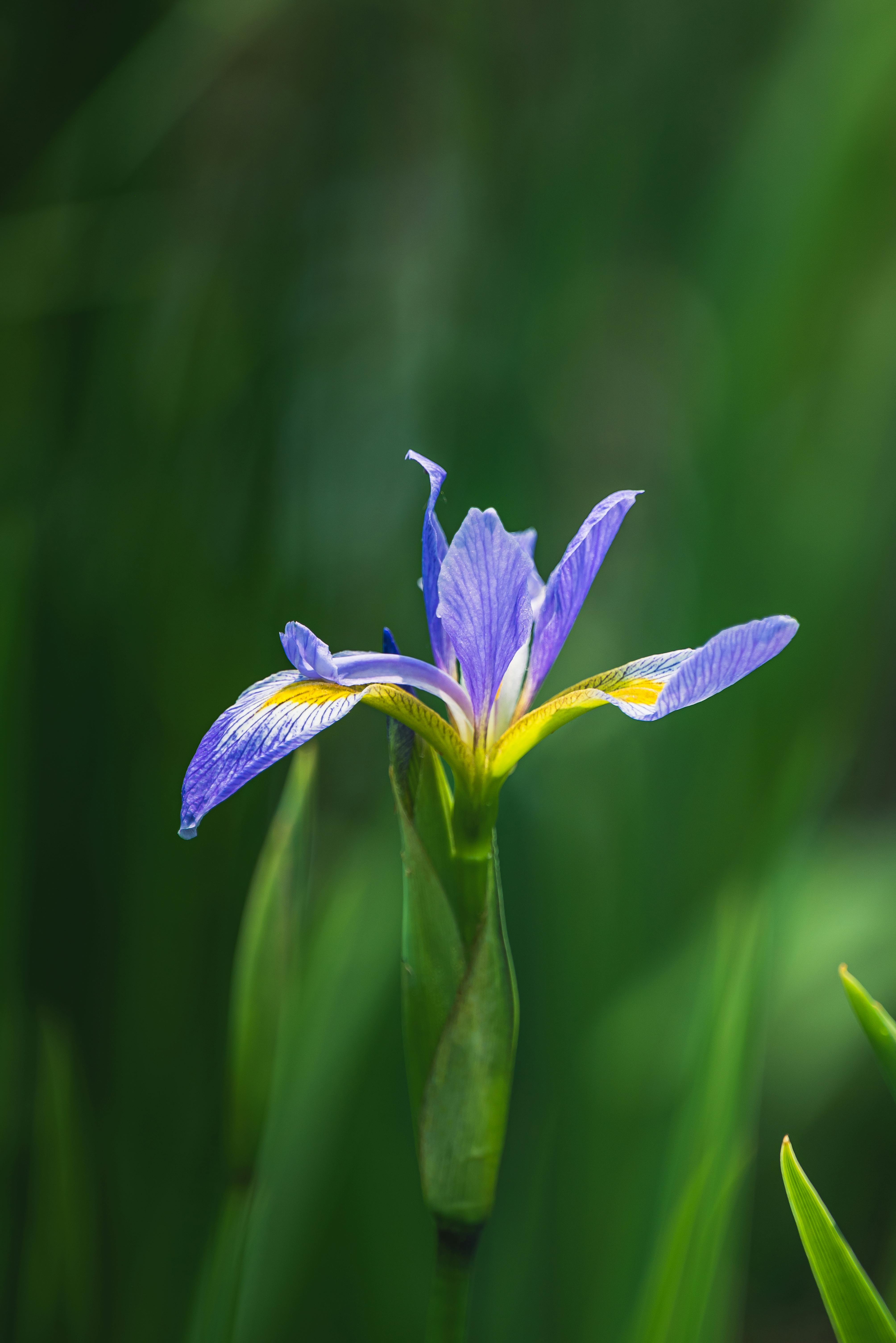 50mb Flowers Photos, Download The BEST Free 50mb Flowers Stock Photos ...