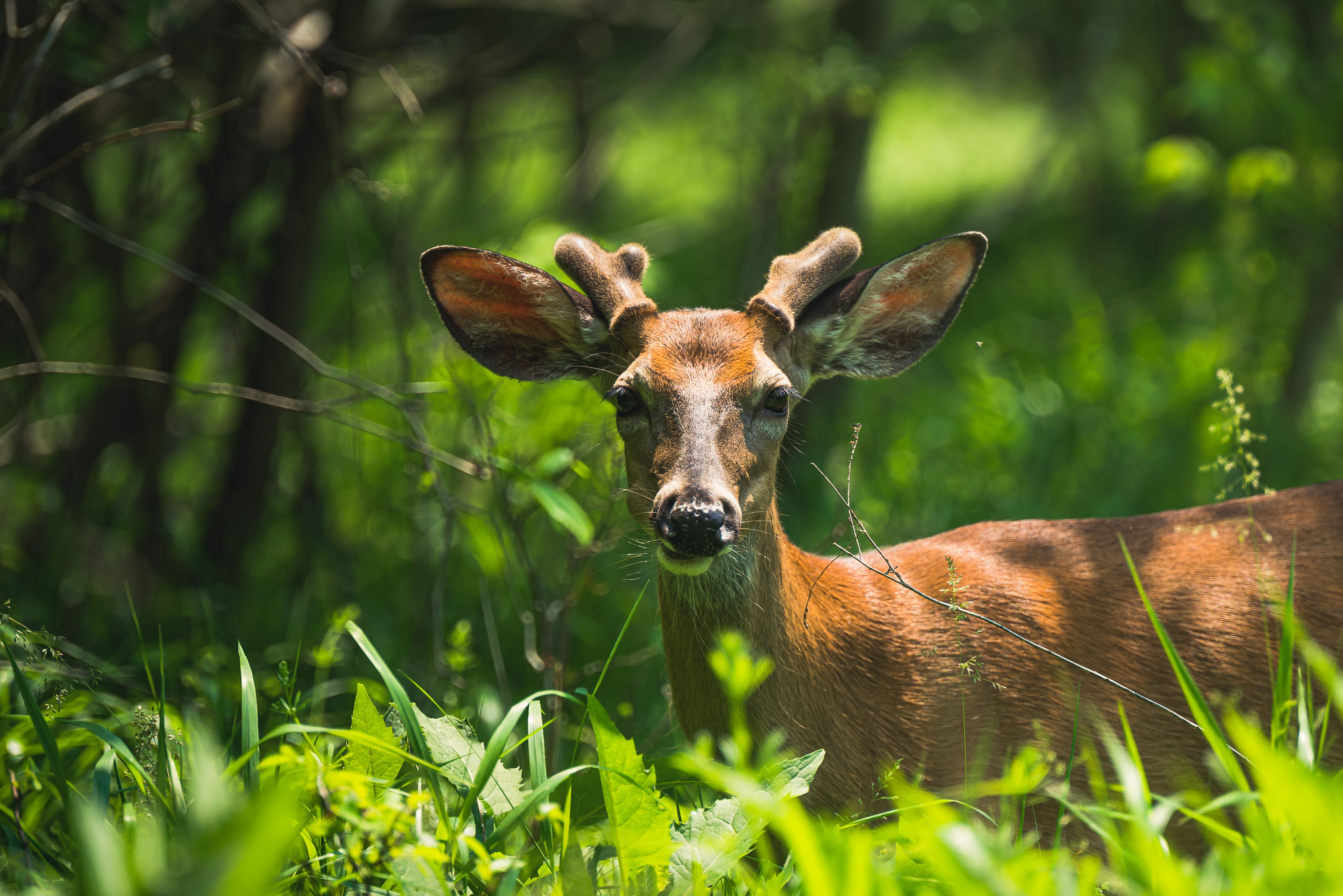 Deer Standing in Forest · Free Stock Photo