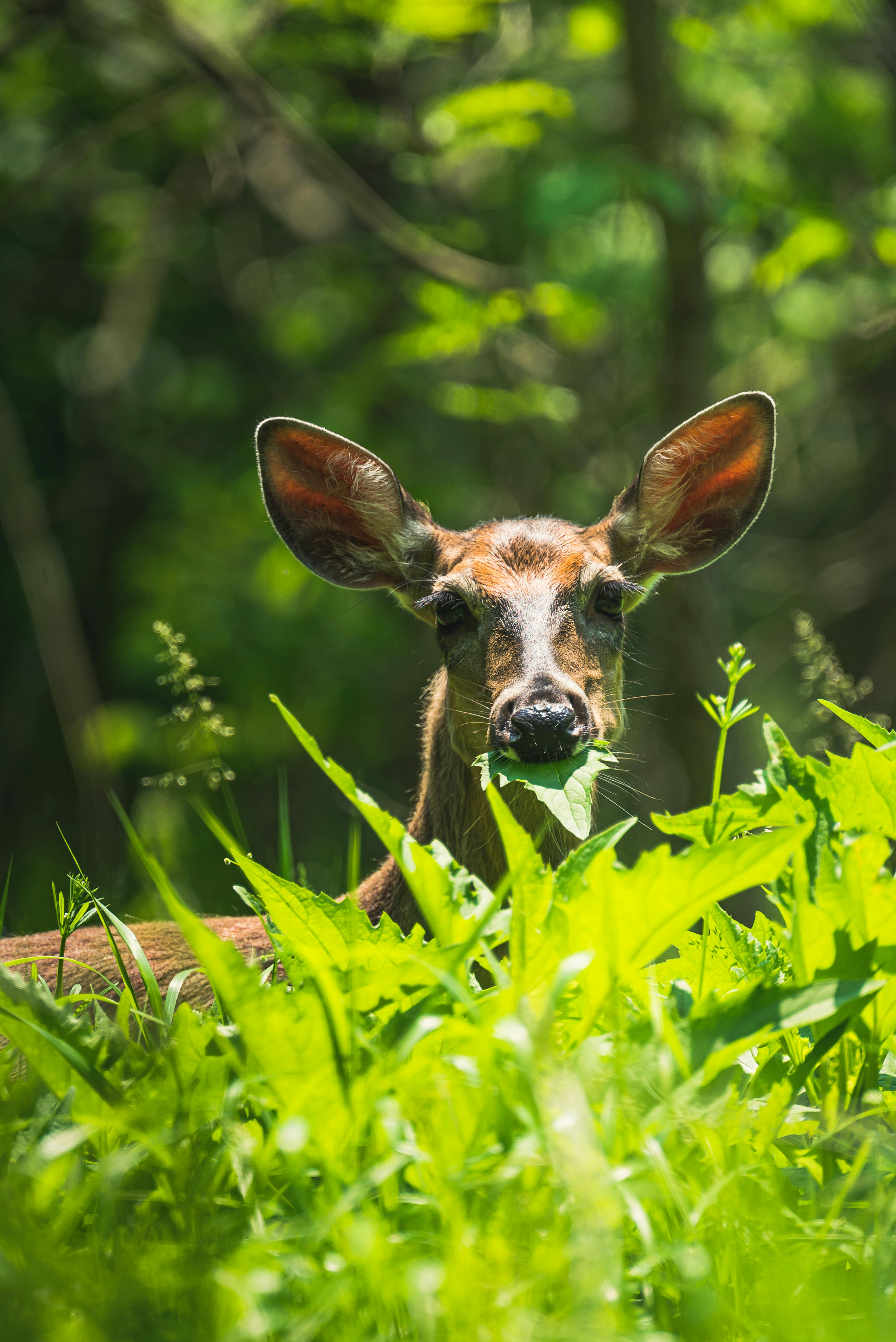 Deer Eating Leaf in Forest · Free Stock Photo