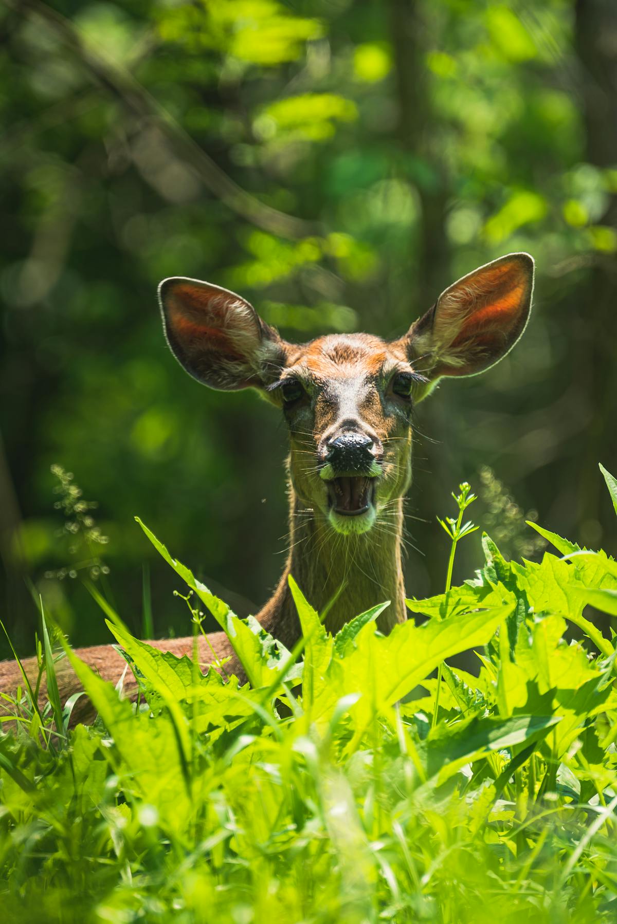 Deer. Photos, Download The BEST Free Deer. Stock Photos & HD Images