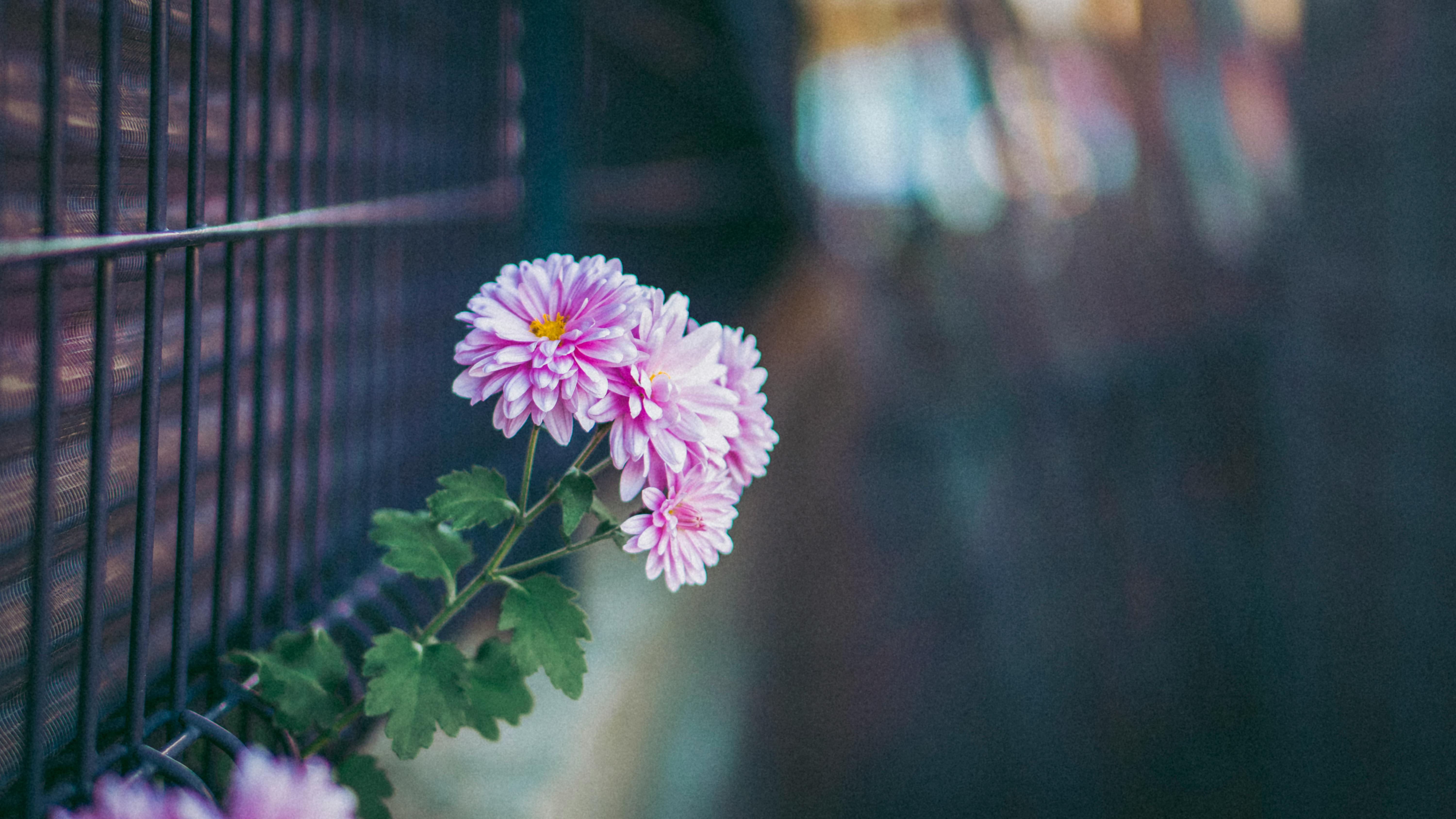 Free stock photo of flower