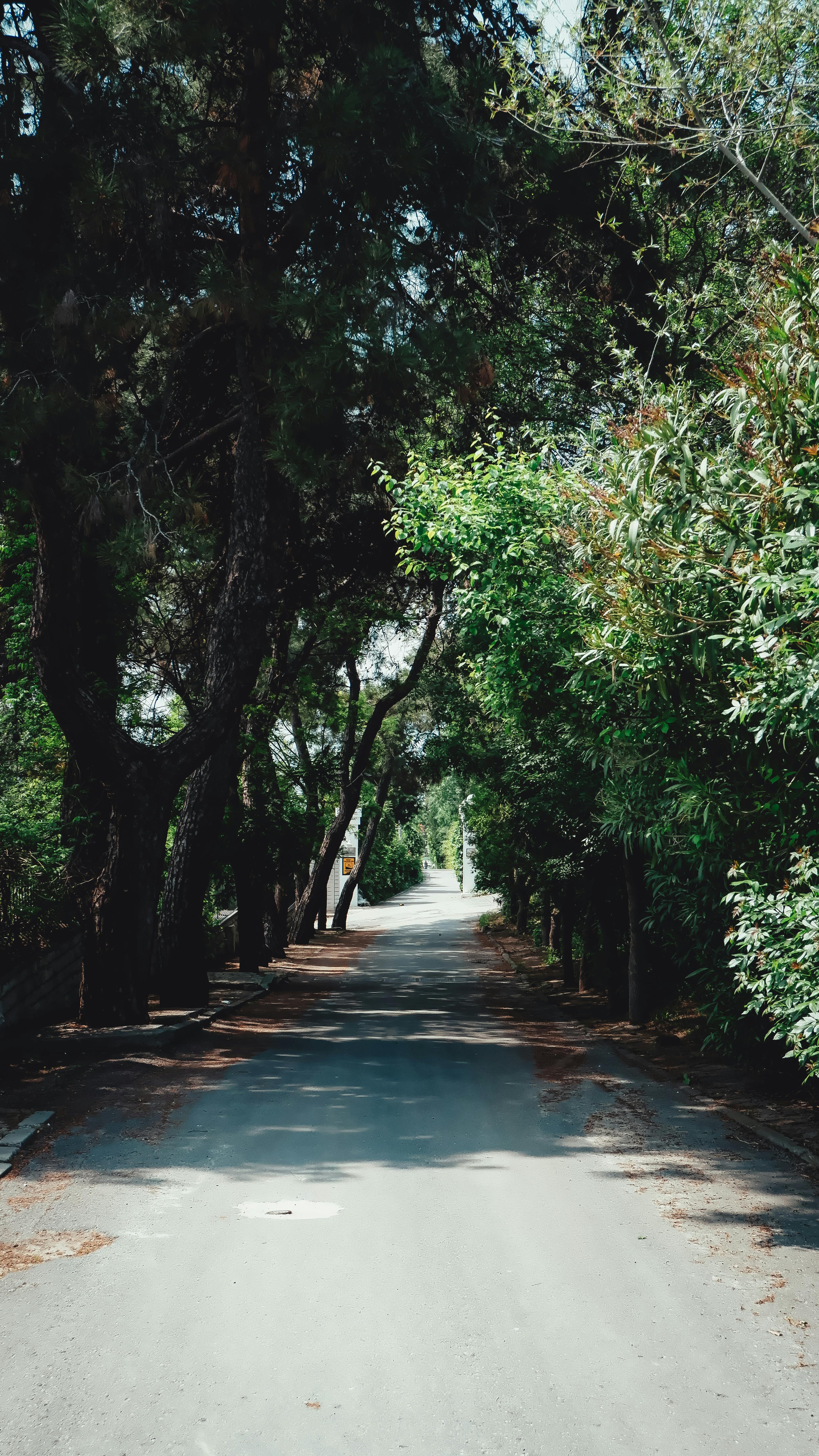Pavement under Trees with Lush Green Leaves · Free Stock Photo