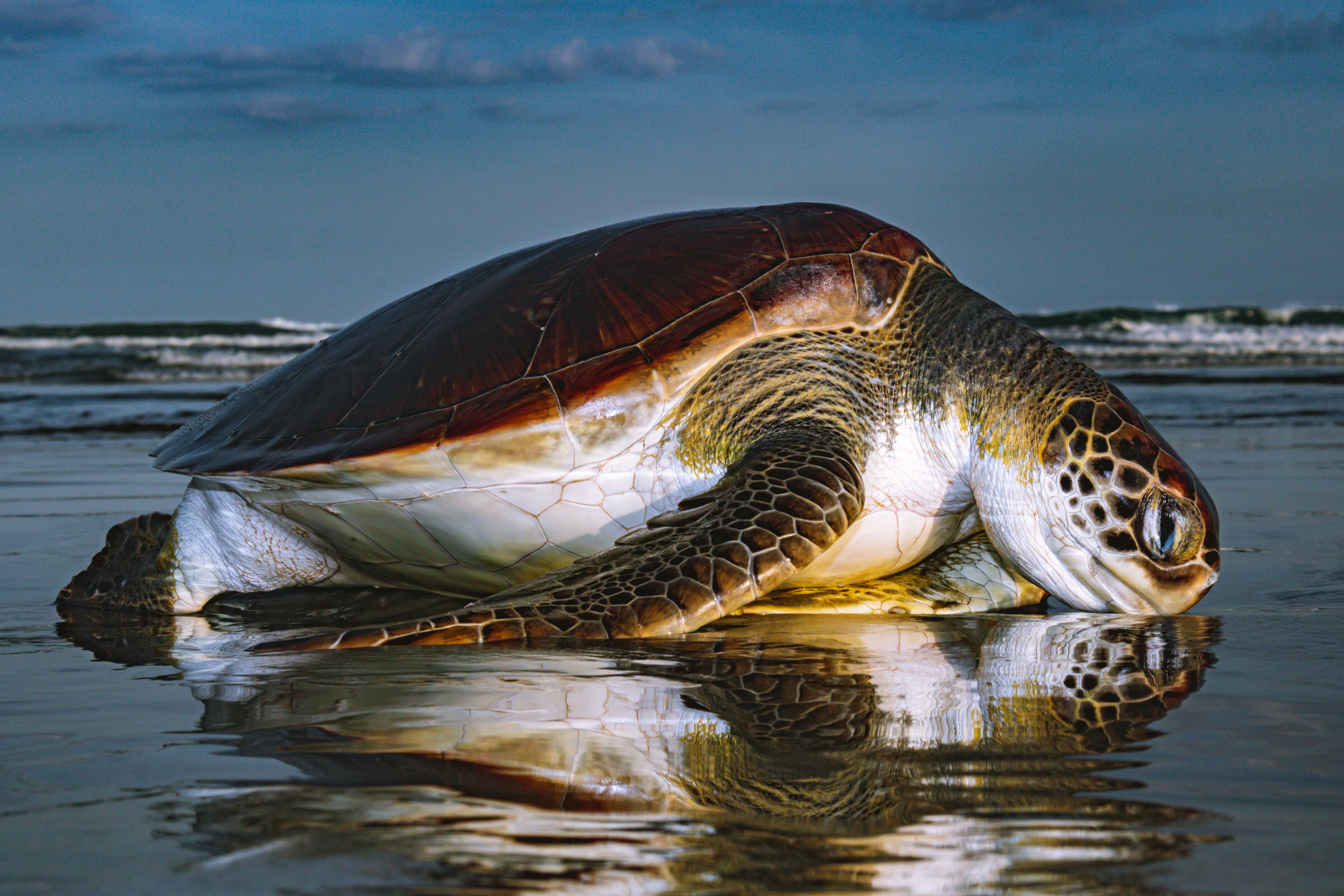 Close-up of a Turtle on a Beach · Free Stock Photo