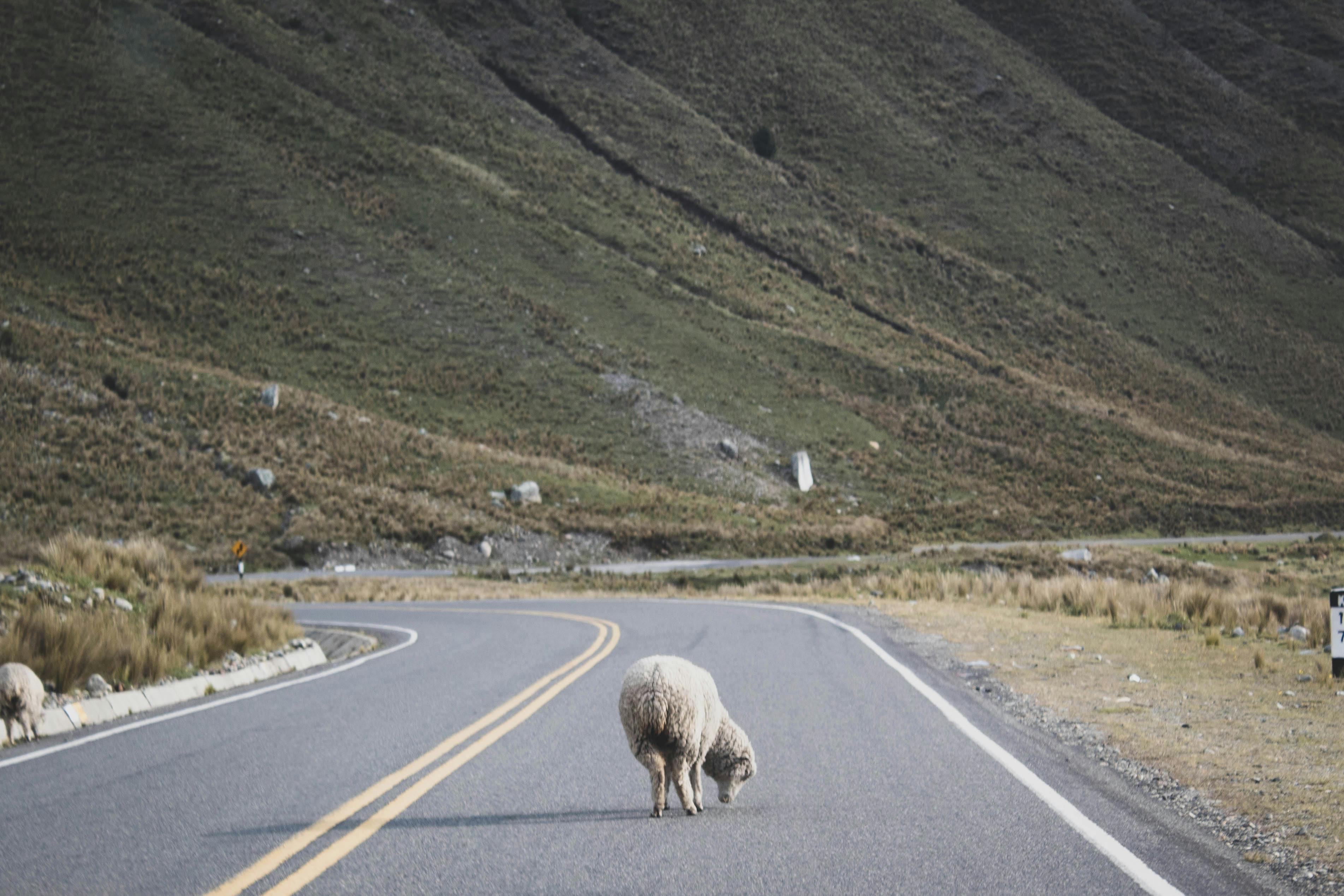 Animated Highway Photos, Download The BEST Free Animated Highway Stock ...