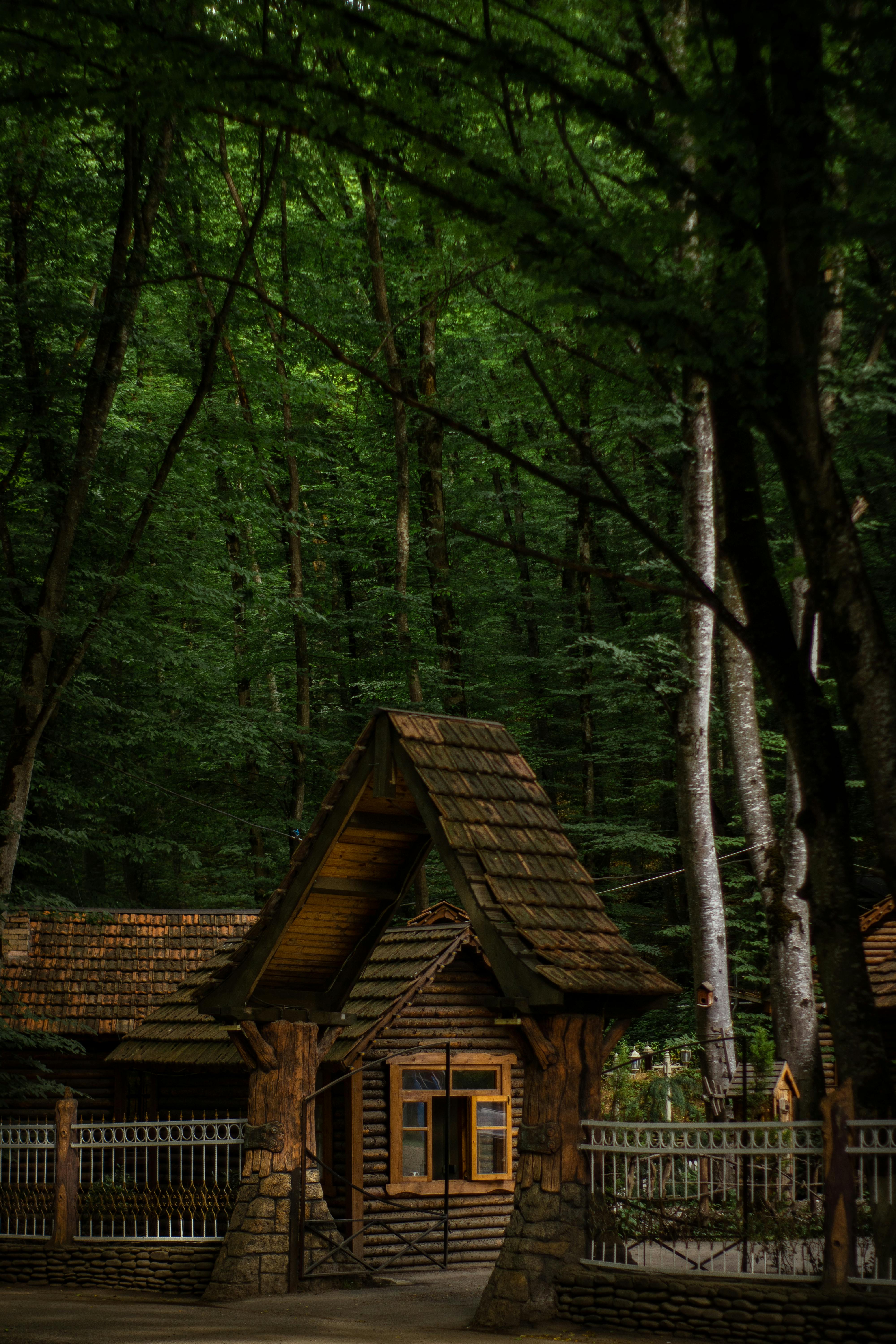 Wooden House in Dense Forest · Free Stock Photo
