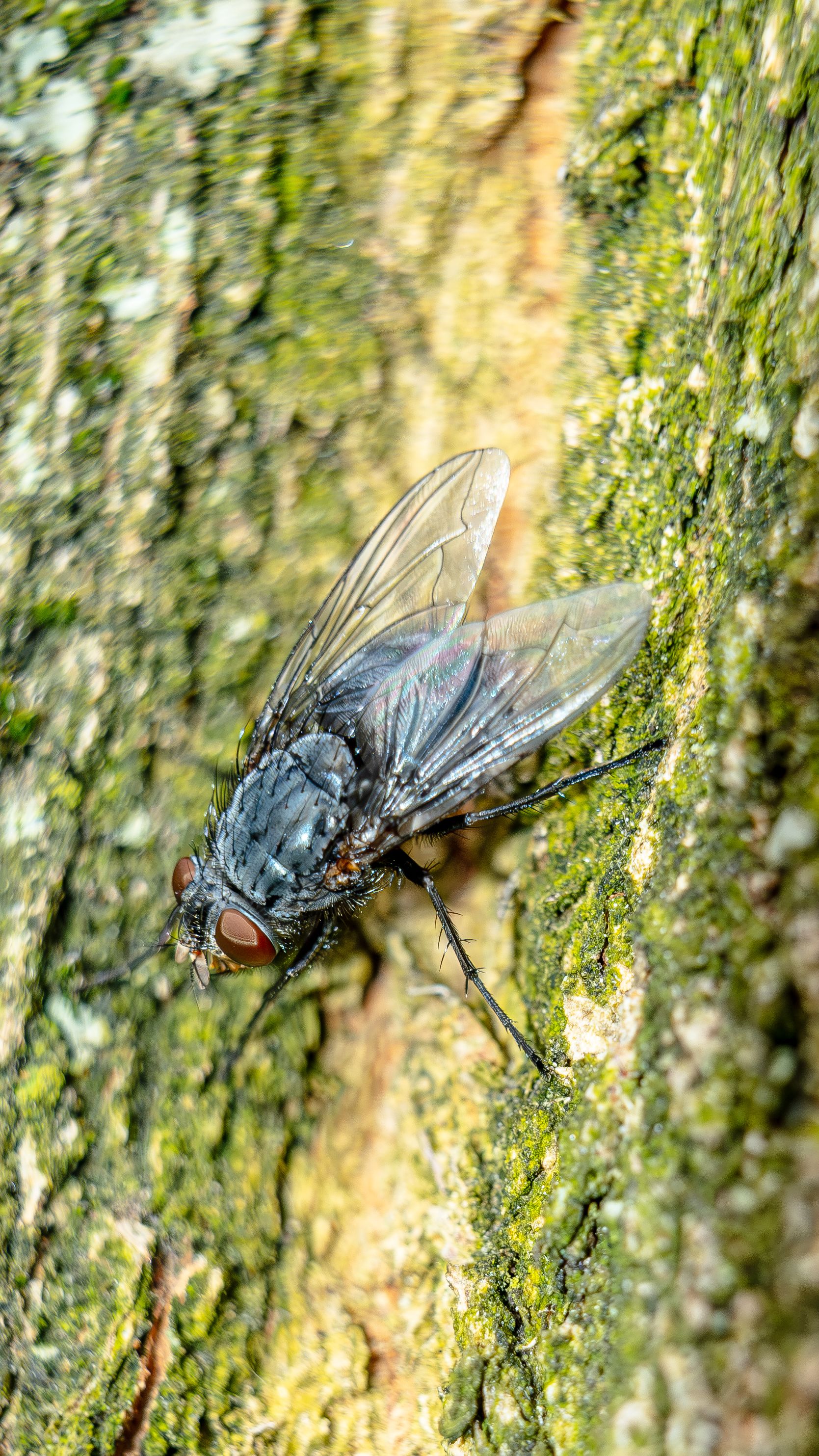 Close-up of a Fly on the Tree · Free Stock Photo