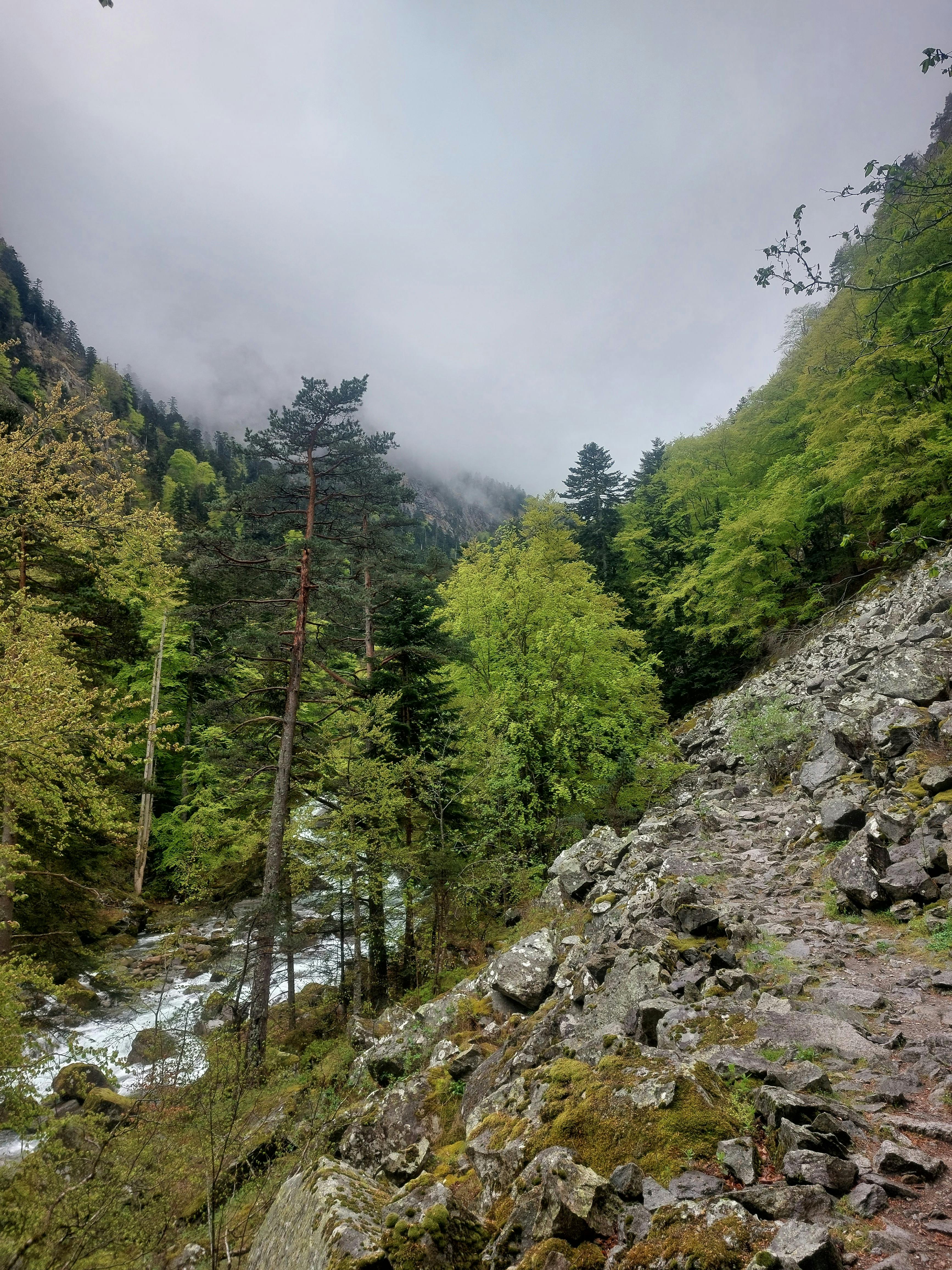 Scenic View of a Mountain Stream · Free Stock Photo