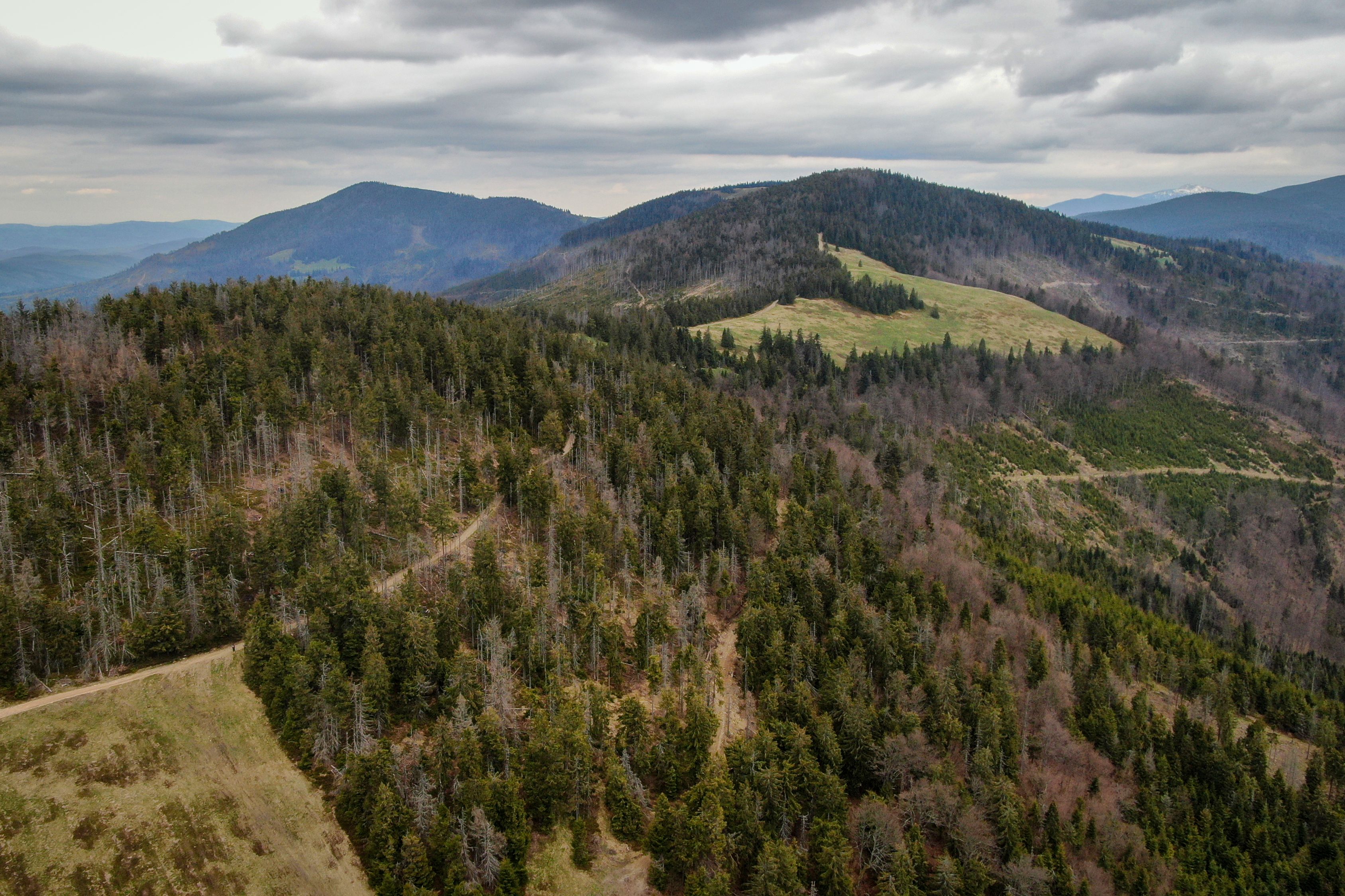 Forest on Hills · Free Stock Photo