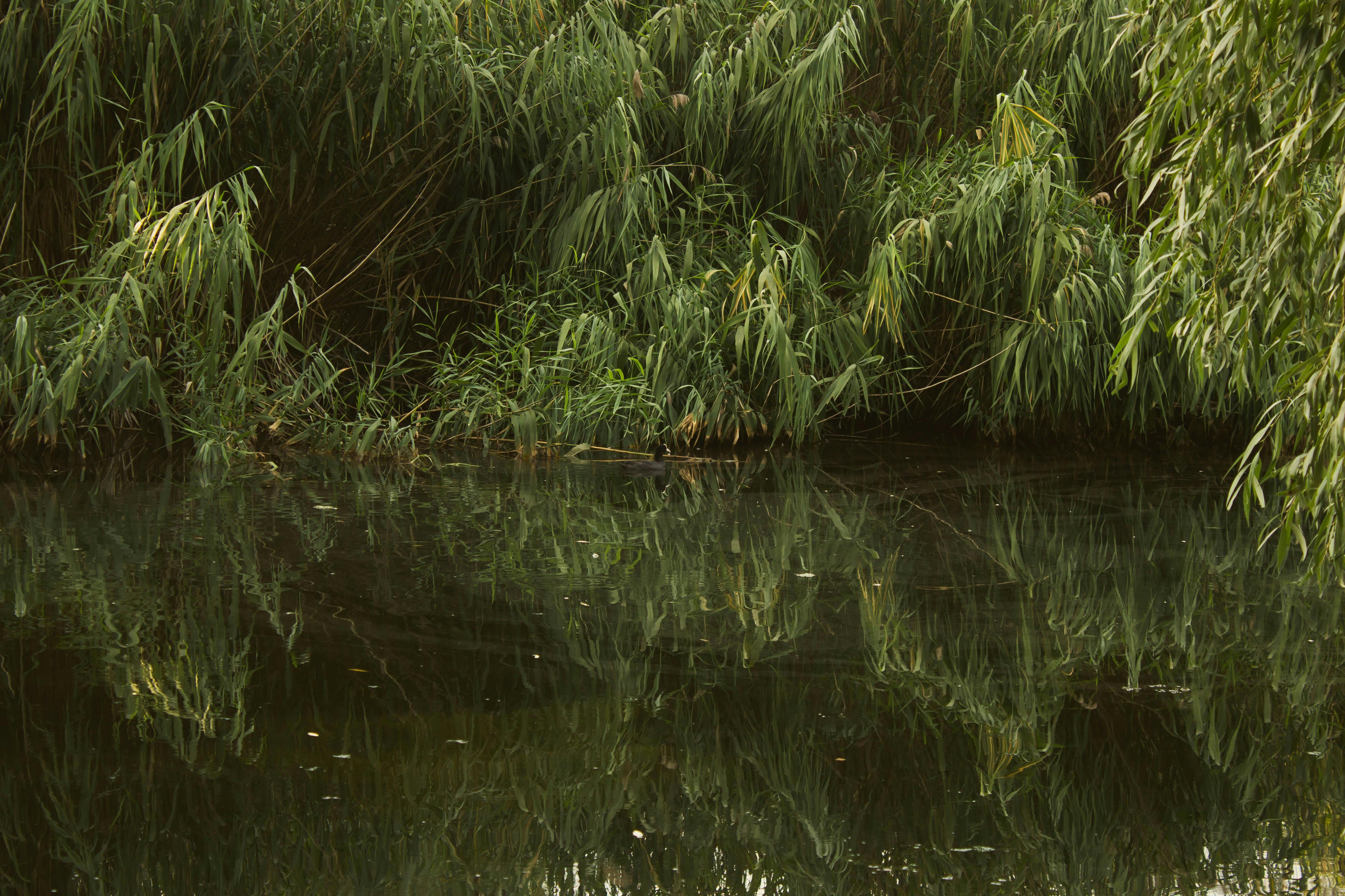 RM / Greenery 33 Photos & Videos Collected by Reanimated Man X