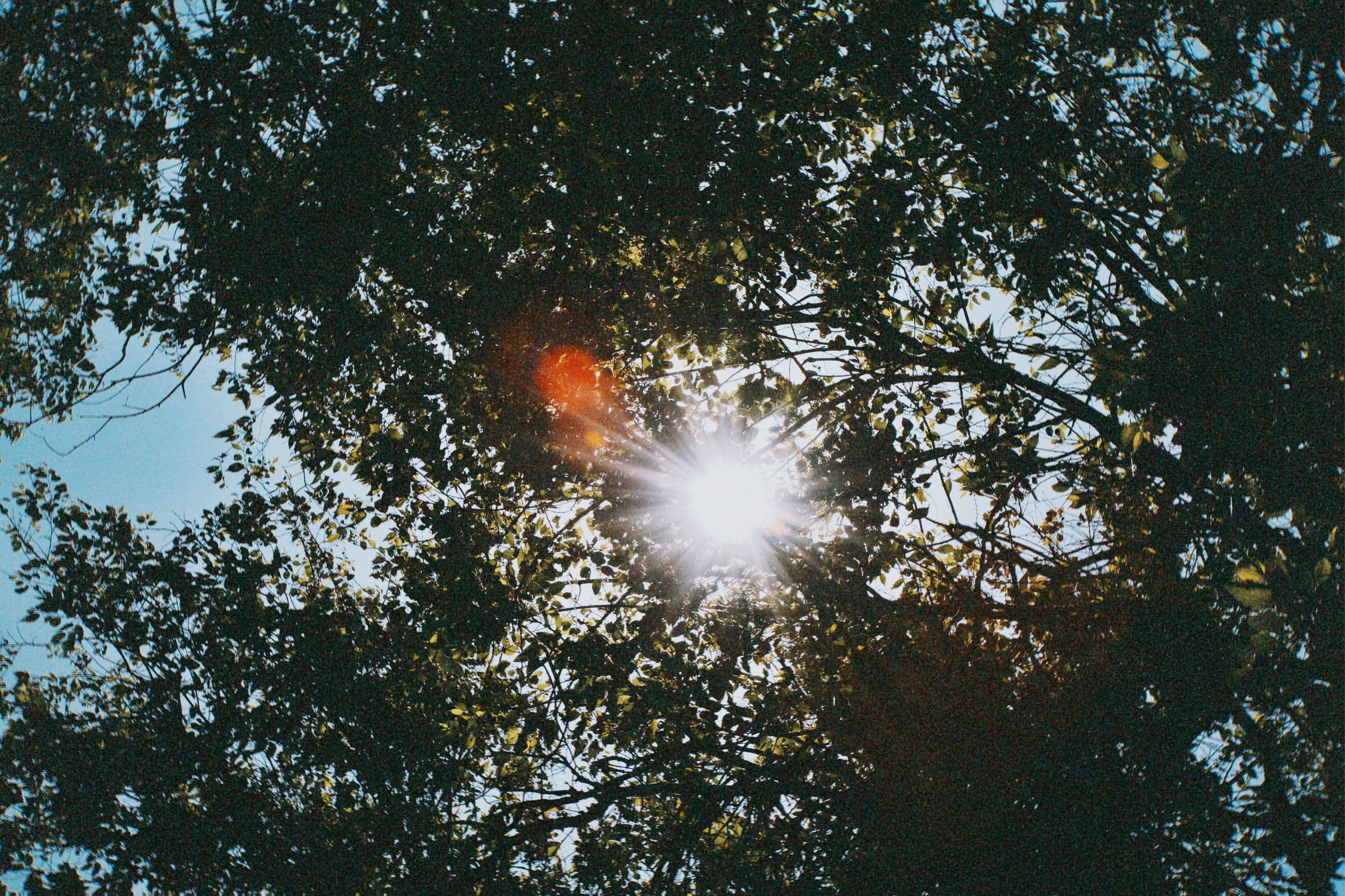 Sun Behind Foliage of Tree · Free Stock Photo