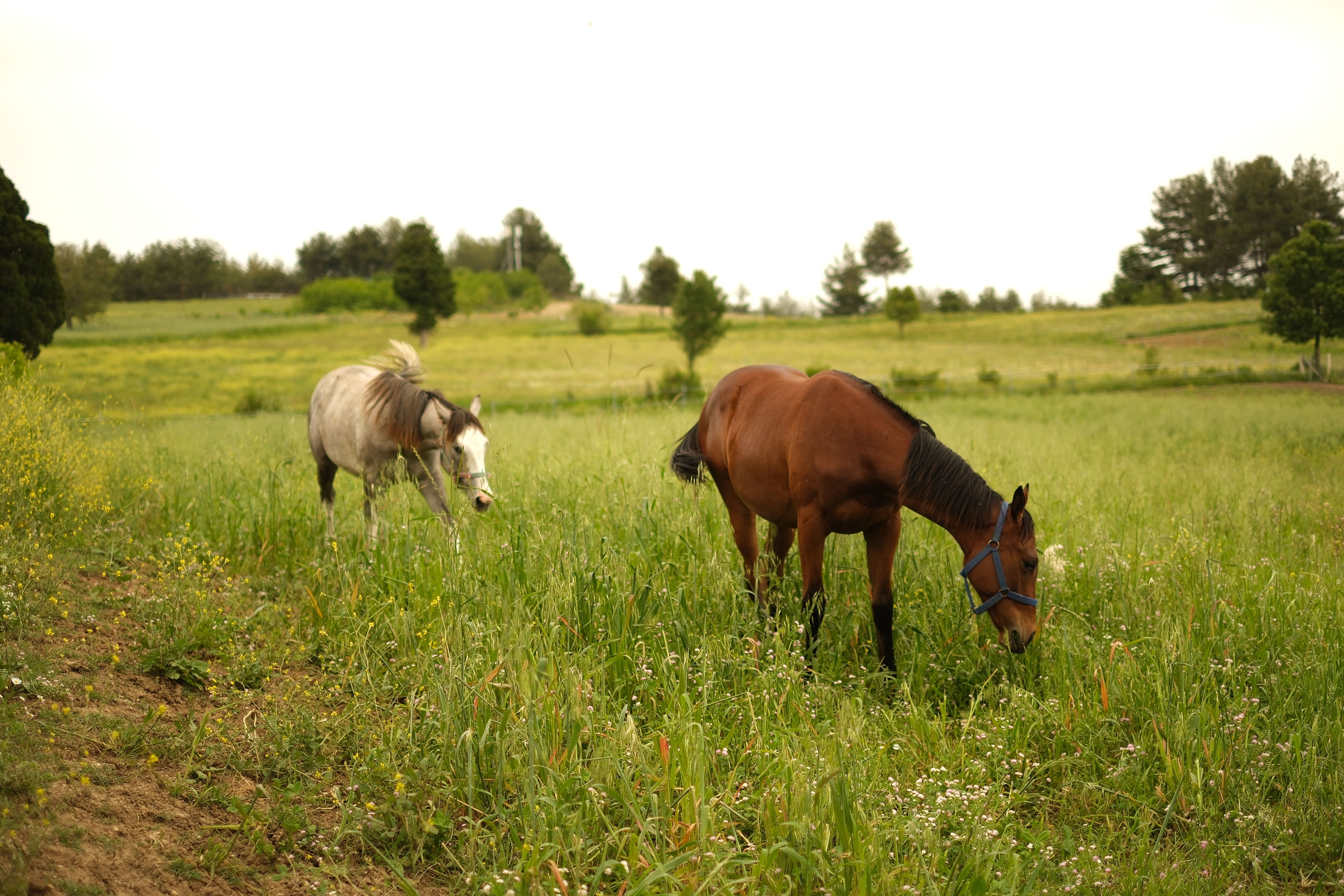 Horses on a Grass Field · Free Stock Photo