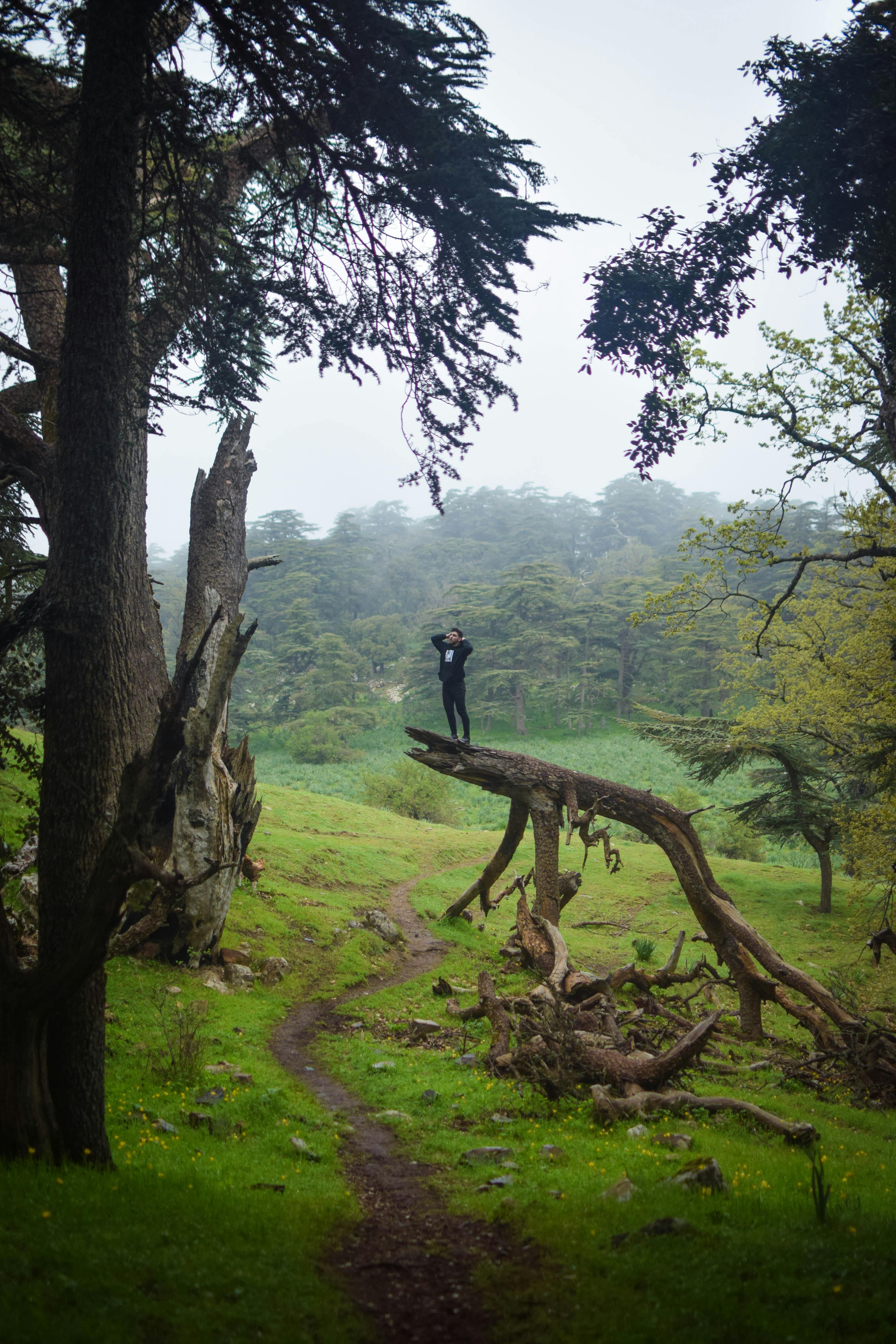 Man Standing on a Large Tree Branch · Free Stock Photo