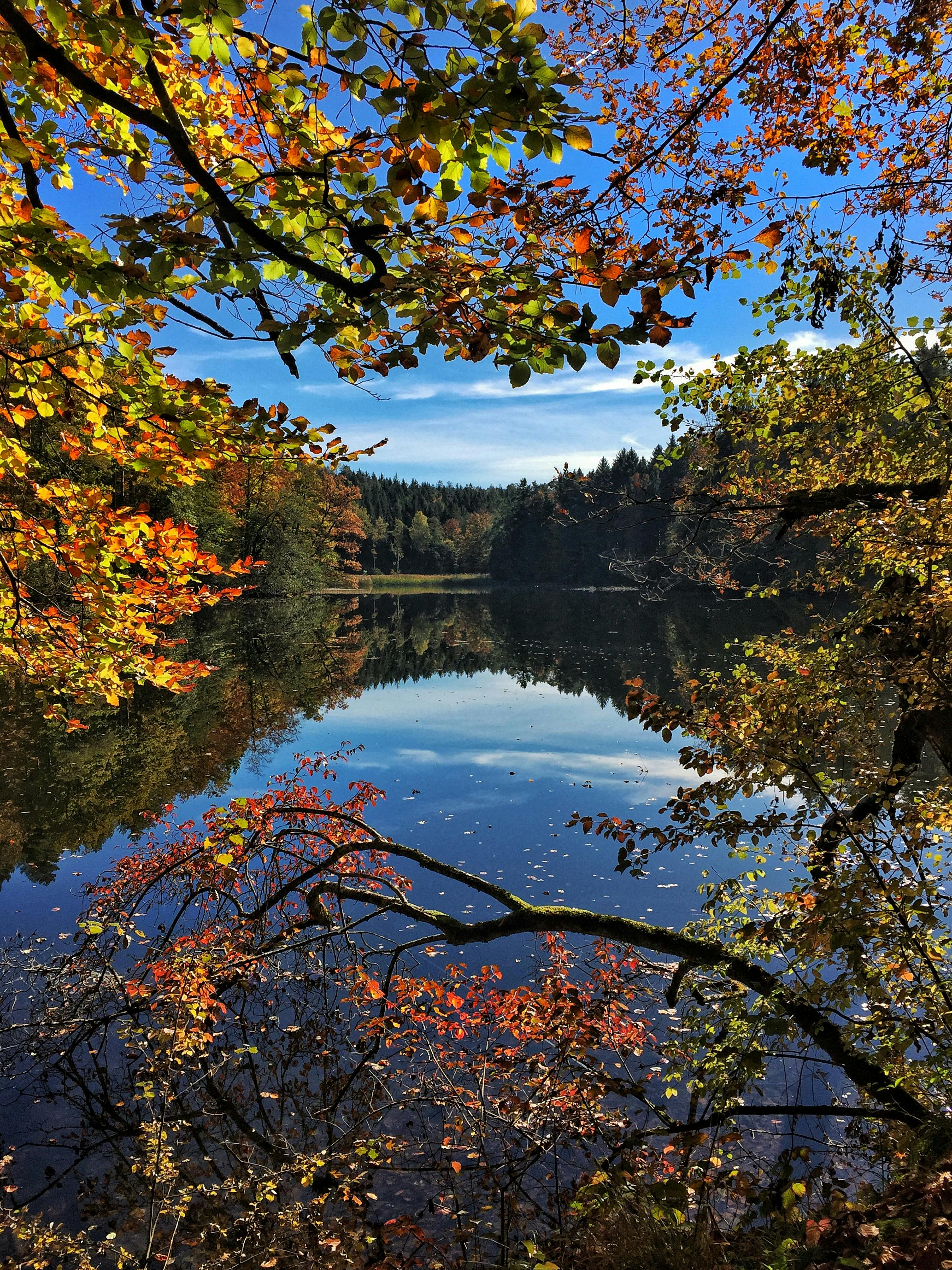 Autumn Trees around Lake · Free Stock Photo