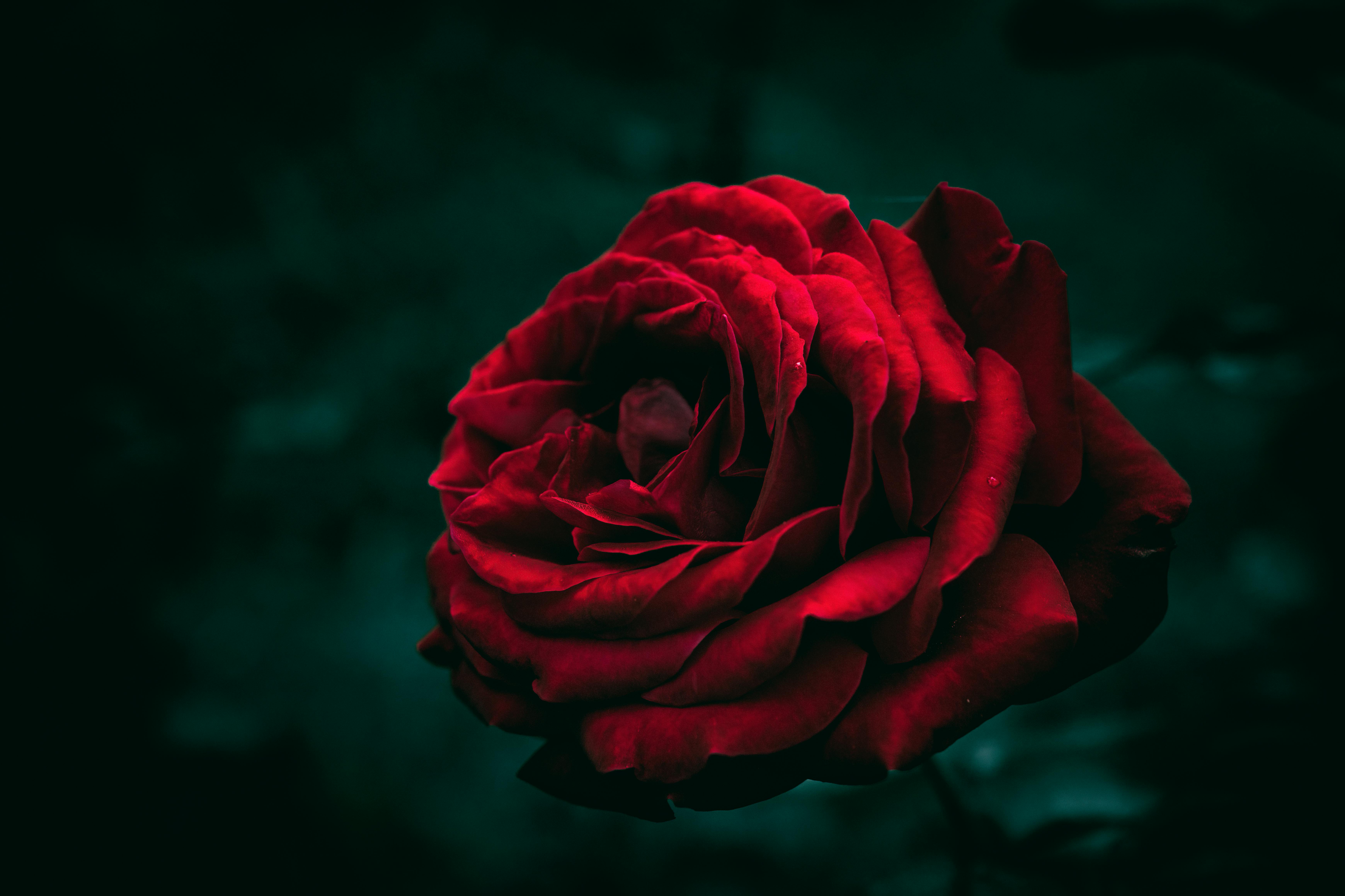 Red Rose in Nature · Free Stock Photo