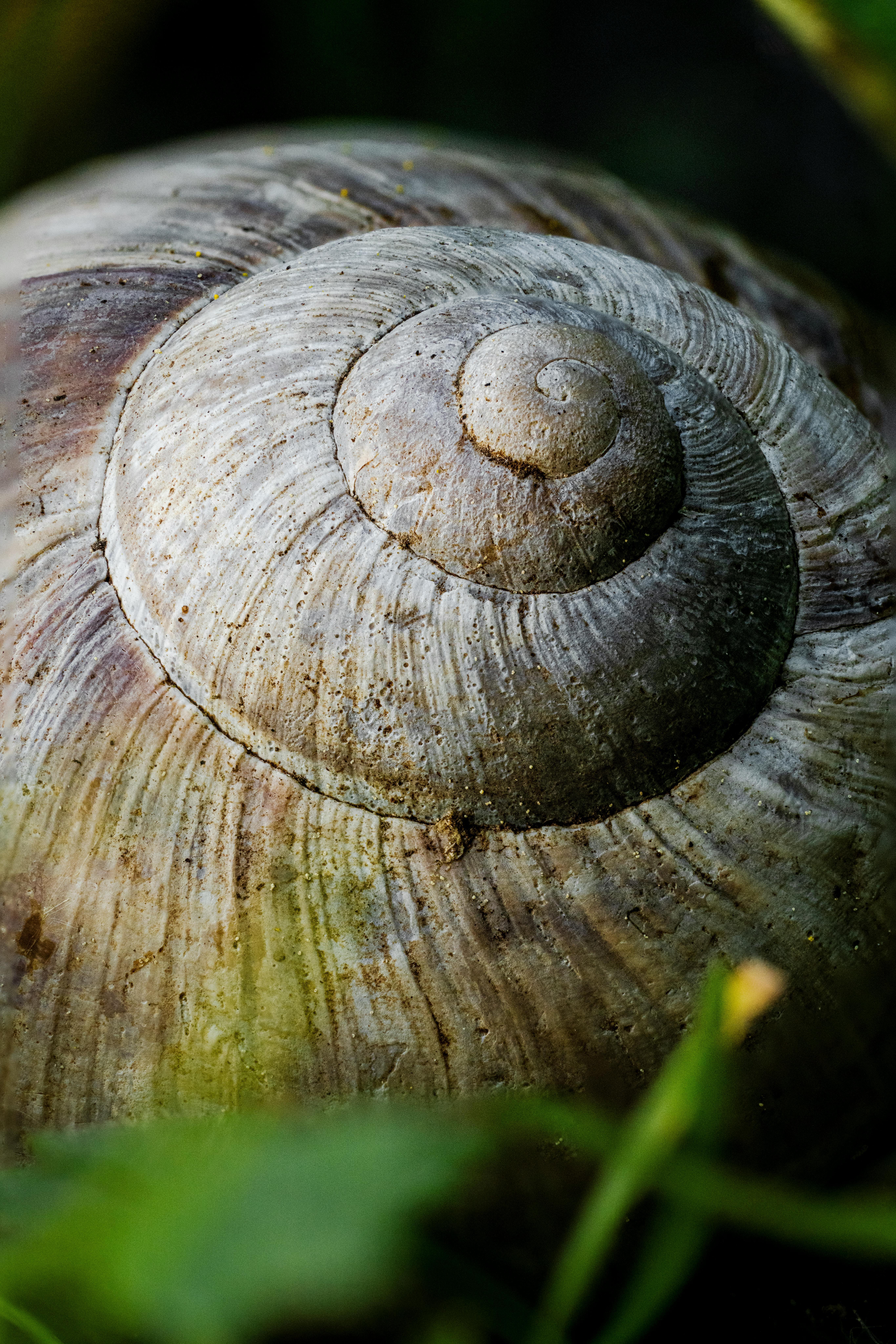 Black and Brown Snail Shell on Beige Textile · Free Stock Photo