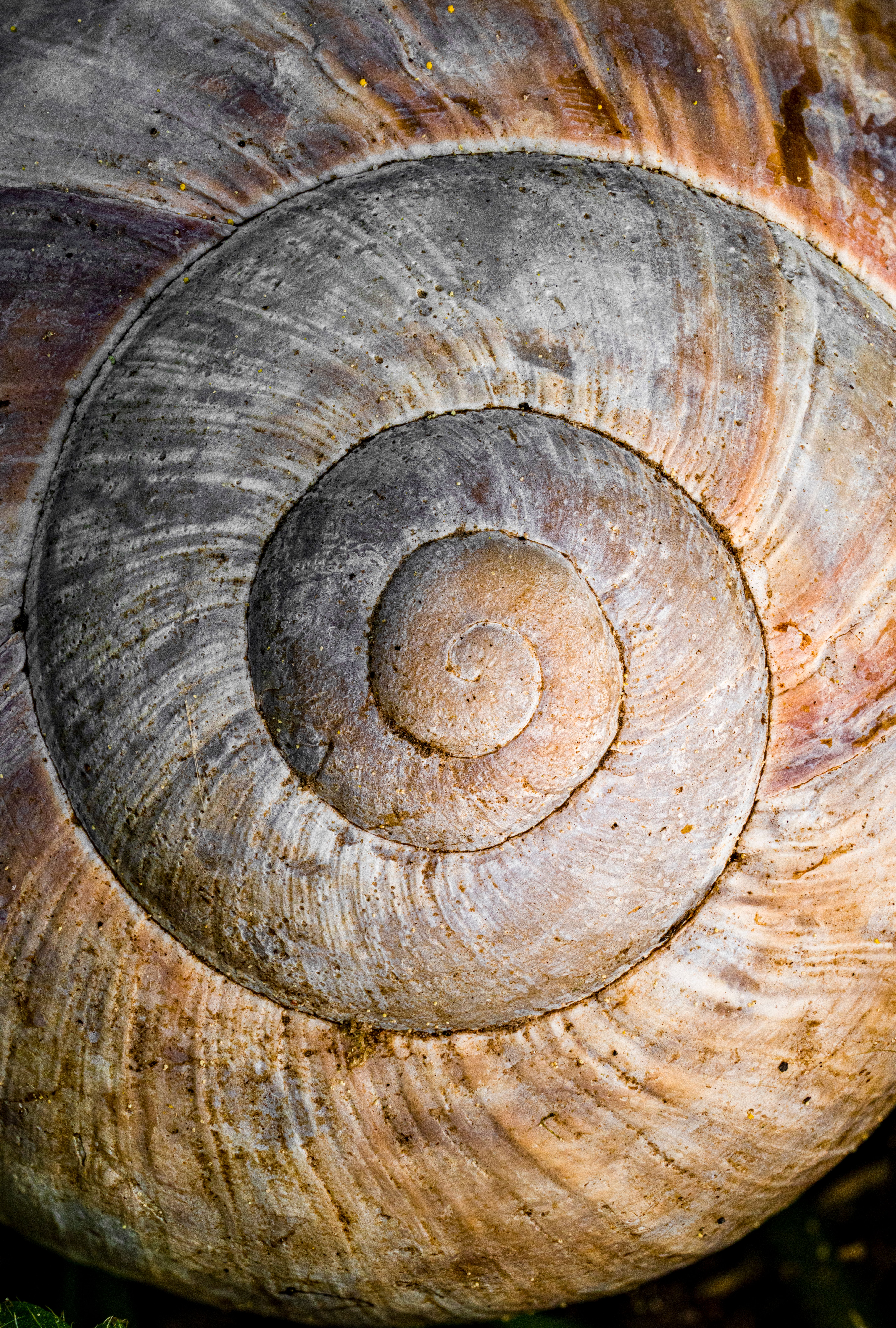 Photo gratuite de coquille, fermer, fond d'écran, mollusque, spire, tir ...