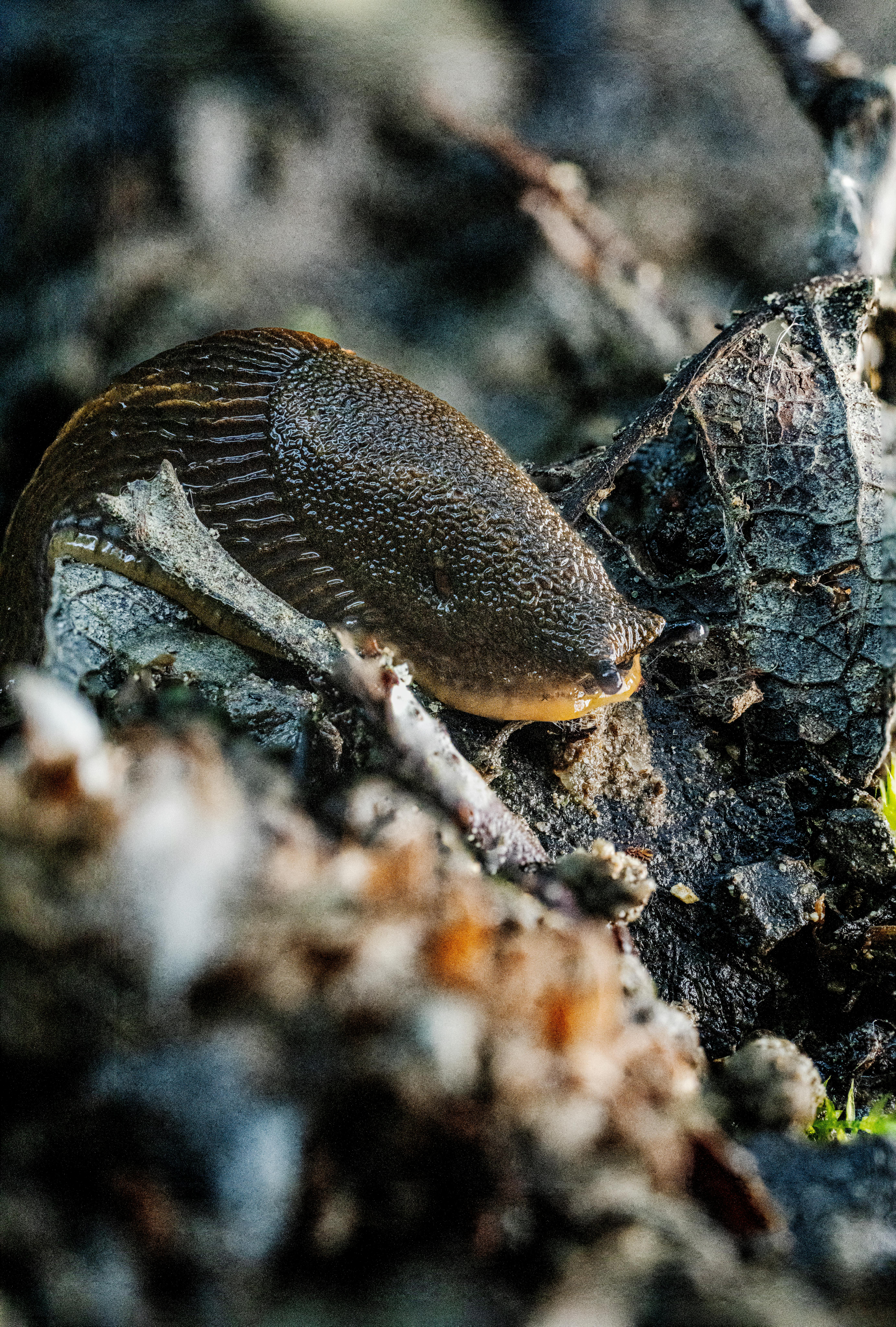 Slug Identification Photos, Download The BEST Free Slug Identification ...
