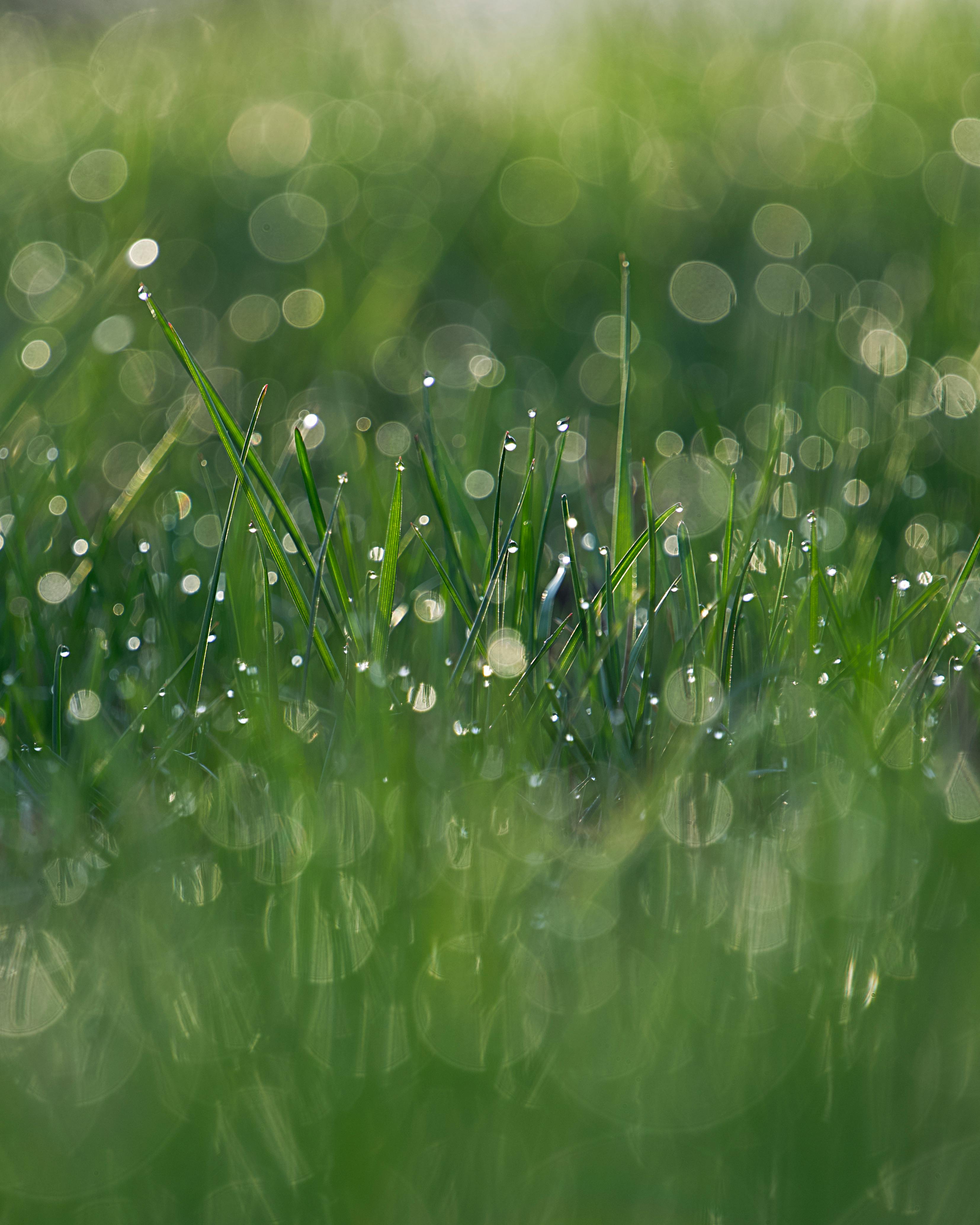 Raindrops on Grass · Free Stock Photo