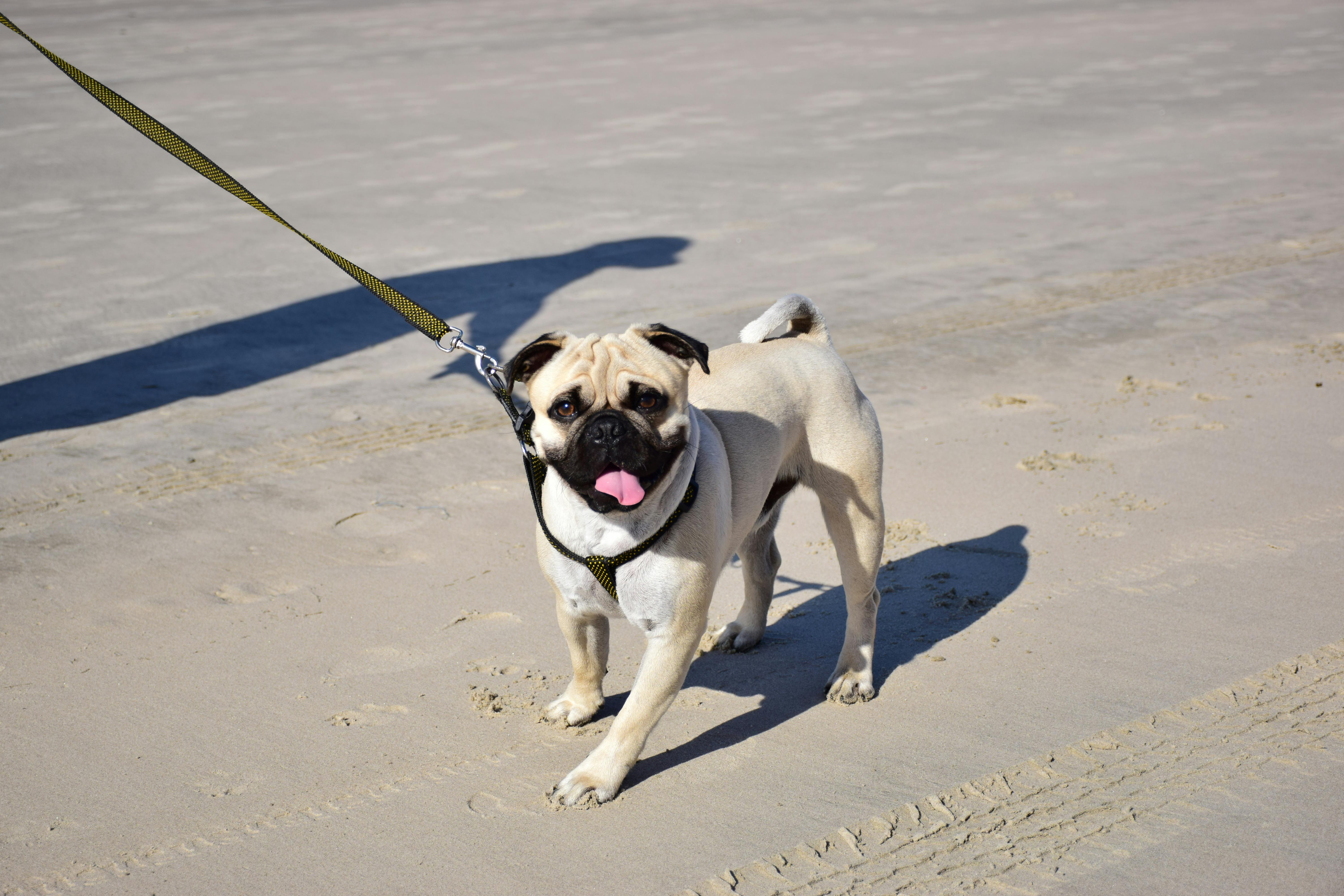 Pug on Leash · Free Stock Photo