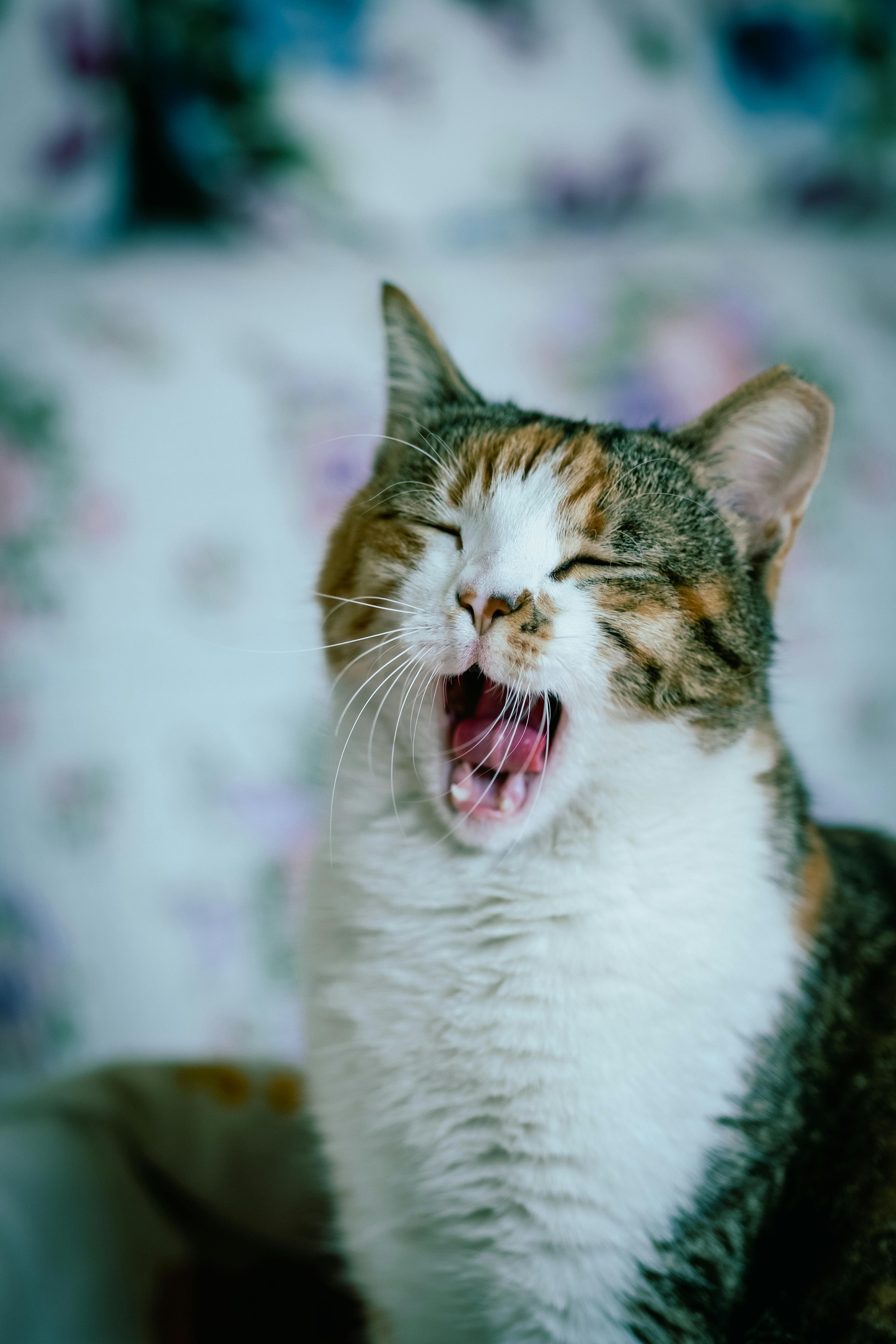 A Portrait of a Yawning Cat · Free Stock Photo