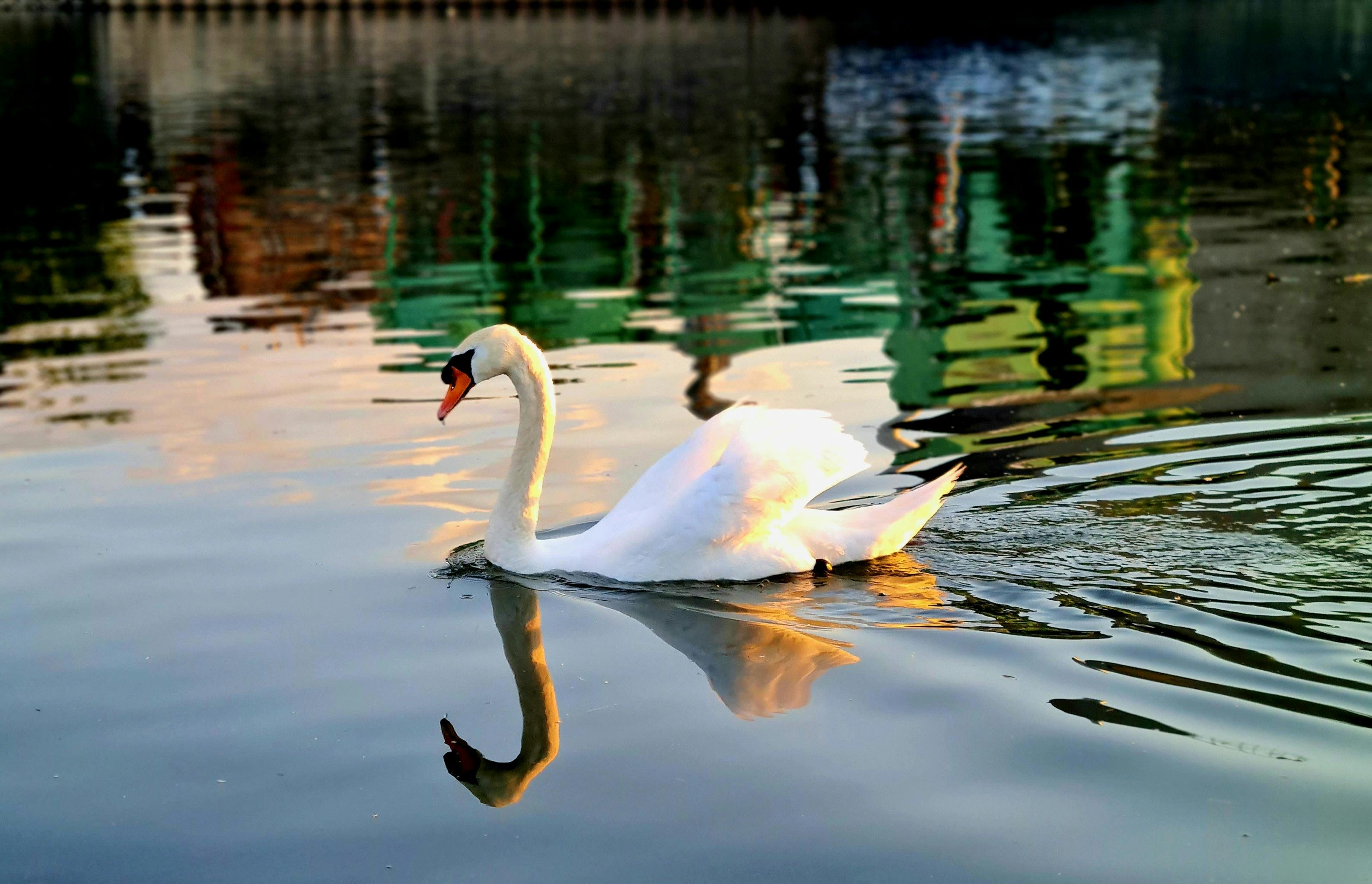 Swan And Crow Photos, Download The BEST Free Swan And Crow Stock Photos ...