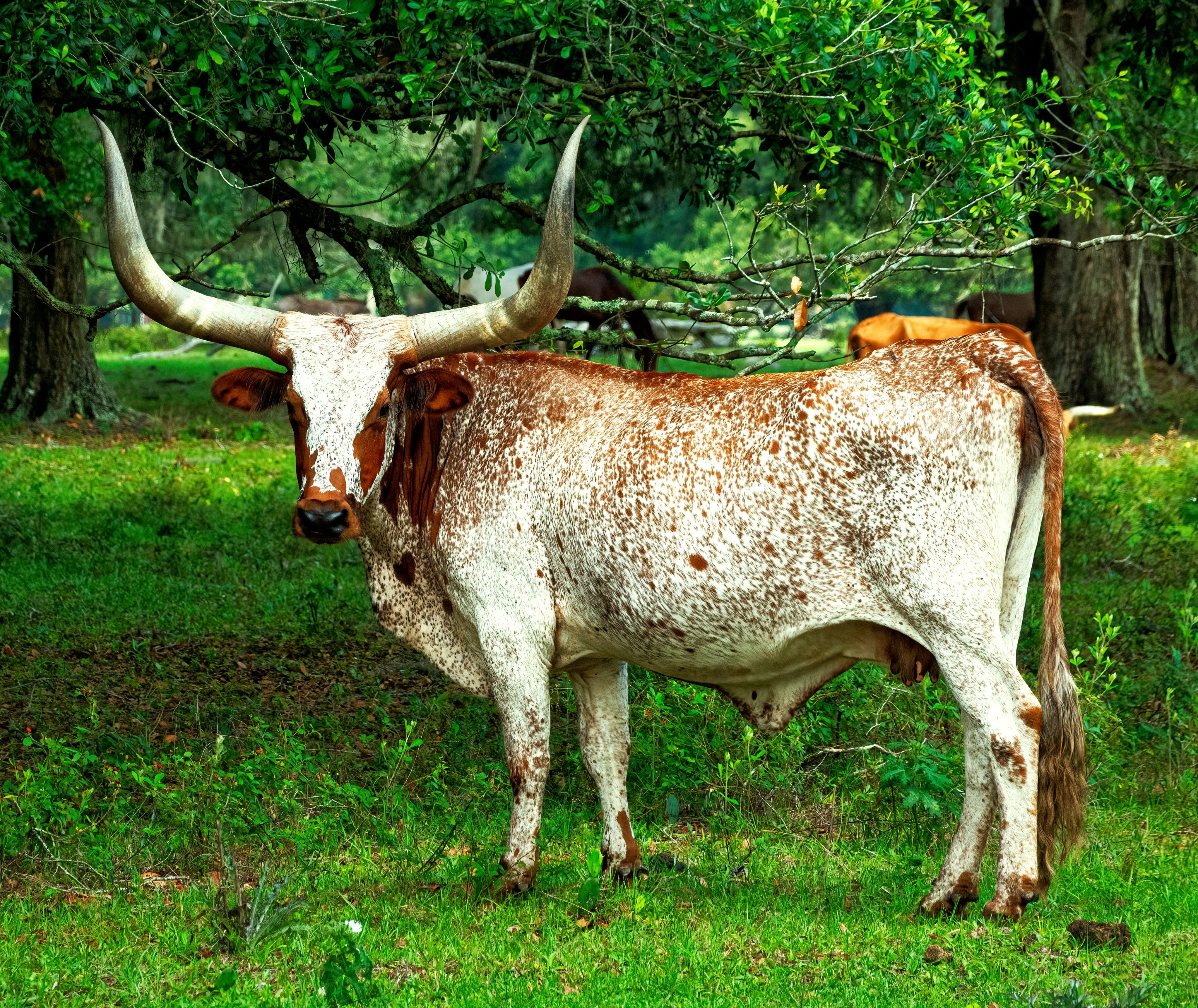 Longhorn on Grass · Free Stock Photo