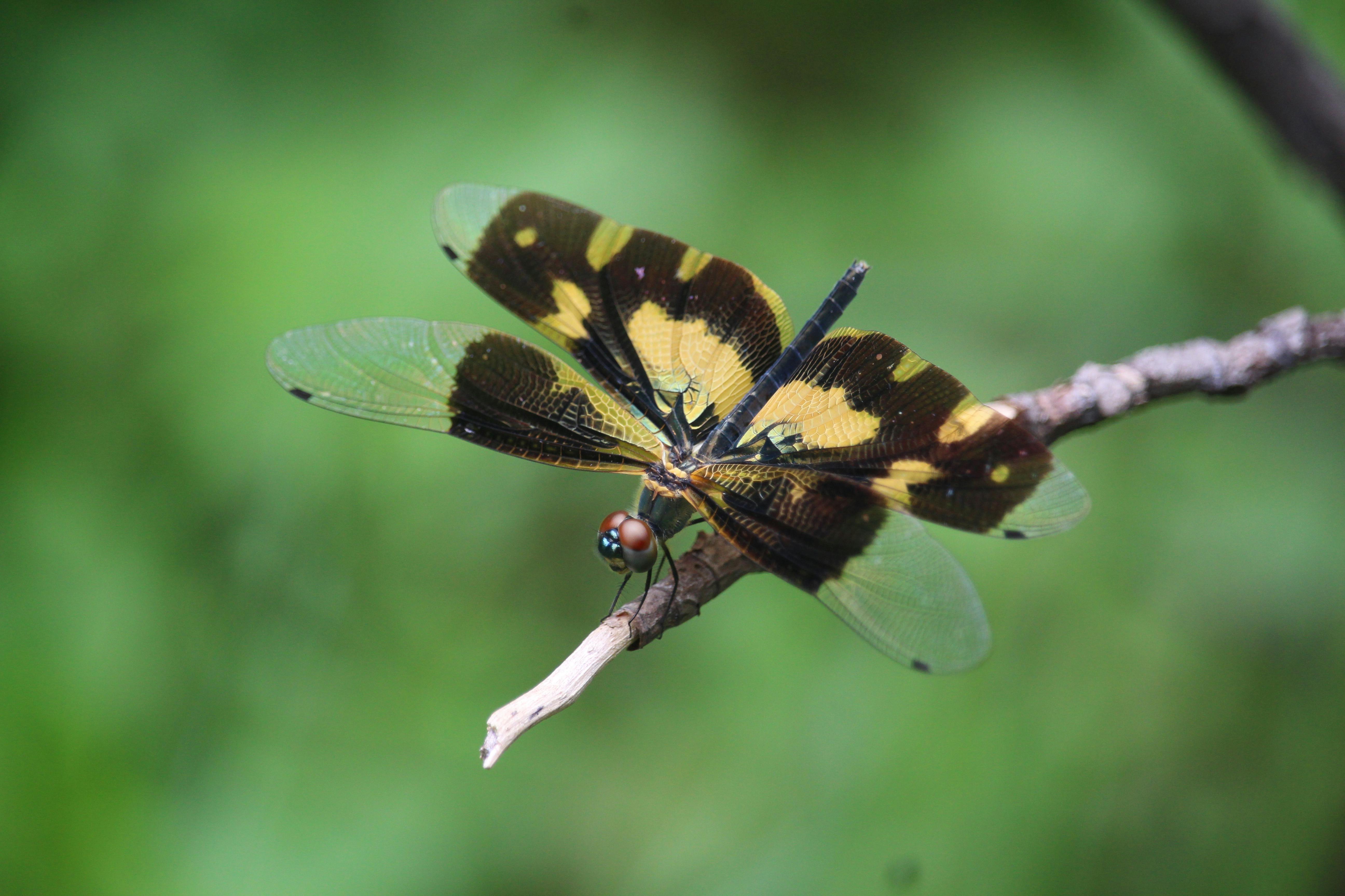 Common Picture Wing Photos, Download The BEST Free Common Picture Wing ...