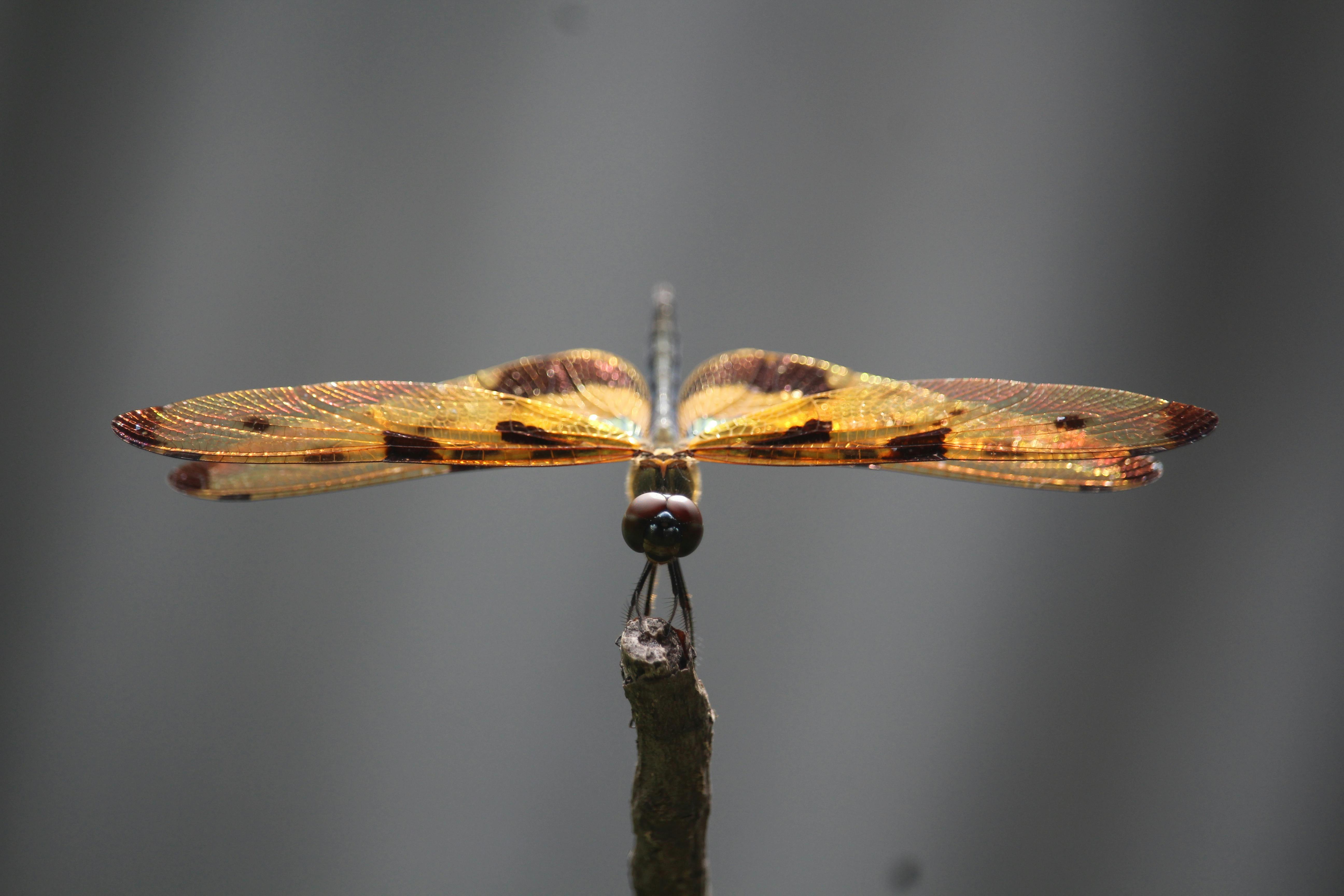 Foring · Free Stock Photo