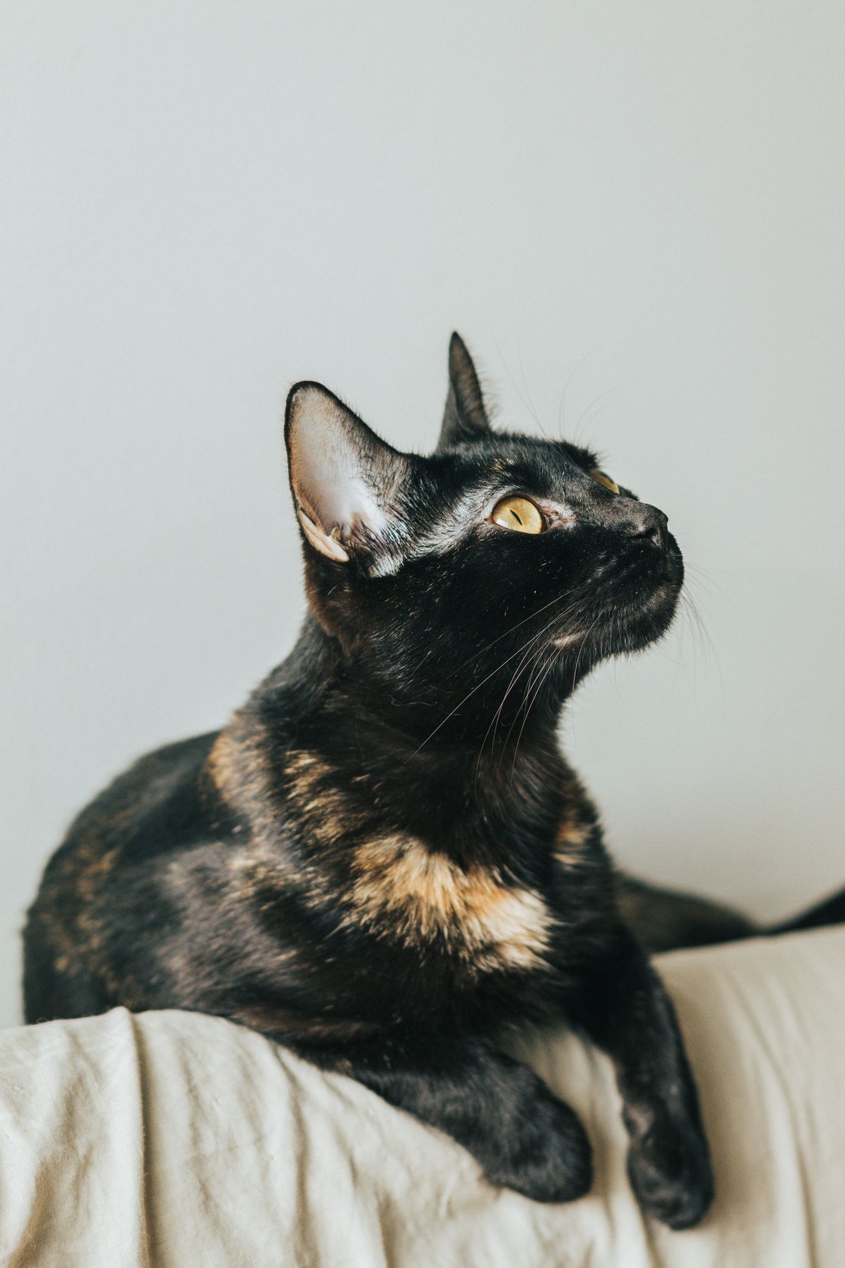 Pet Cat Images Photos, Download The BEST Free Pet Cat Images Stock ...