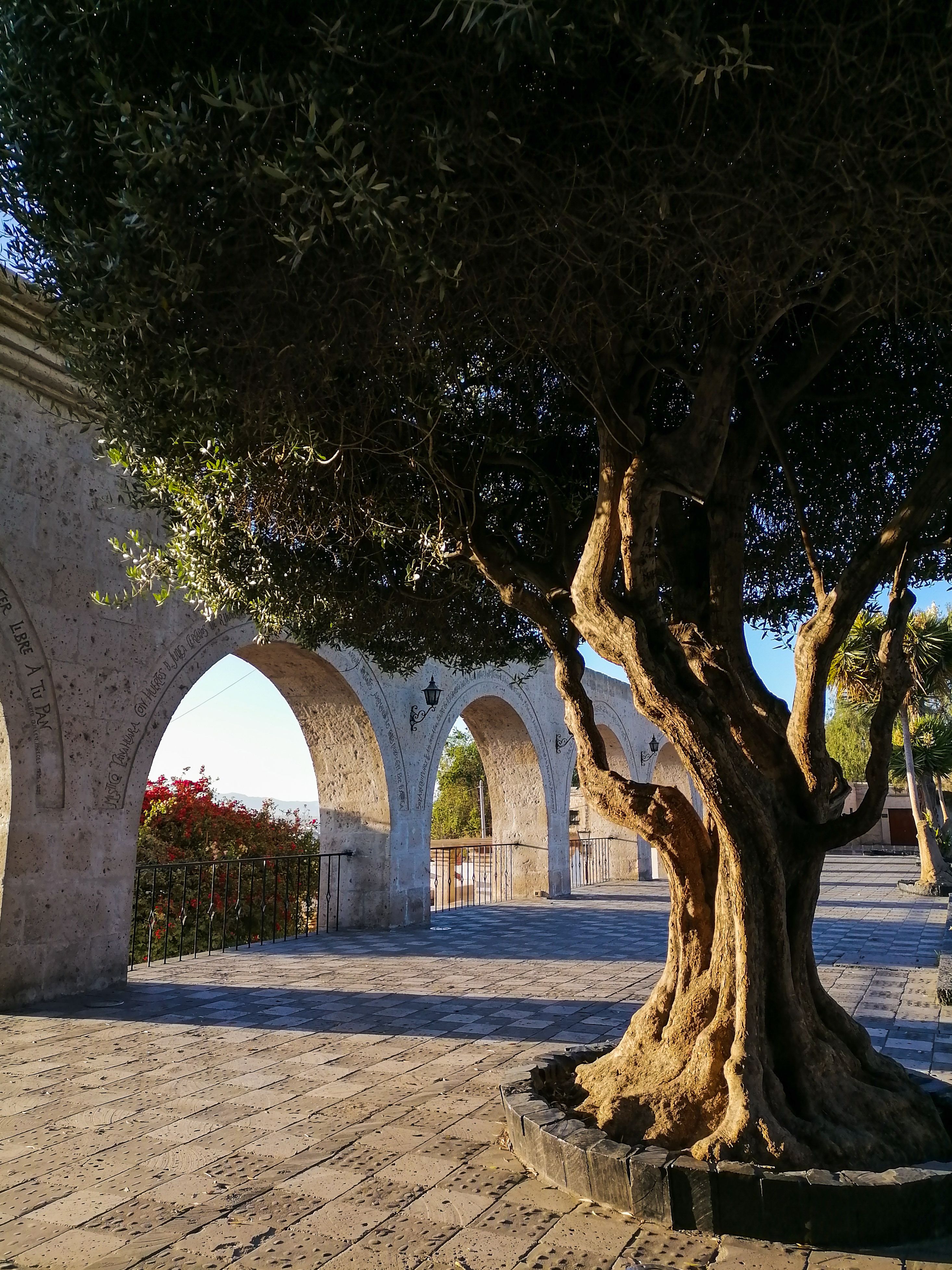 Tree on a Paved Terrace with Arches in the Background · Free Stock Photo