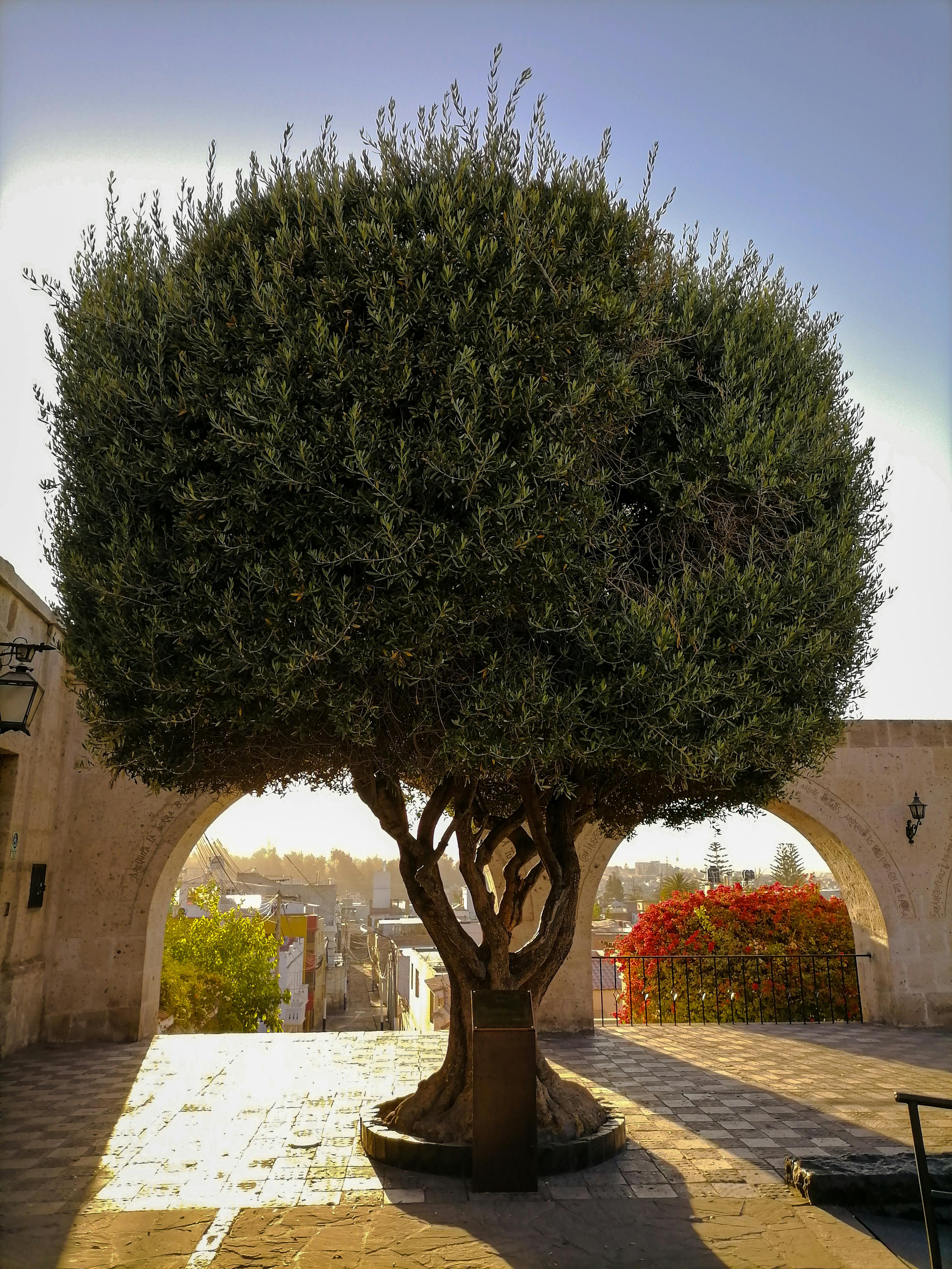 Square Bush Photos, Download The BEST Free Square Bush Stock Photos ...