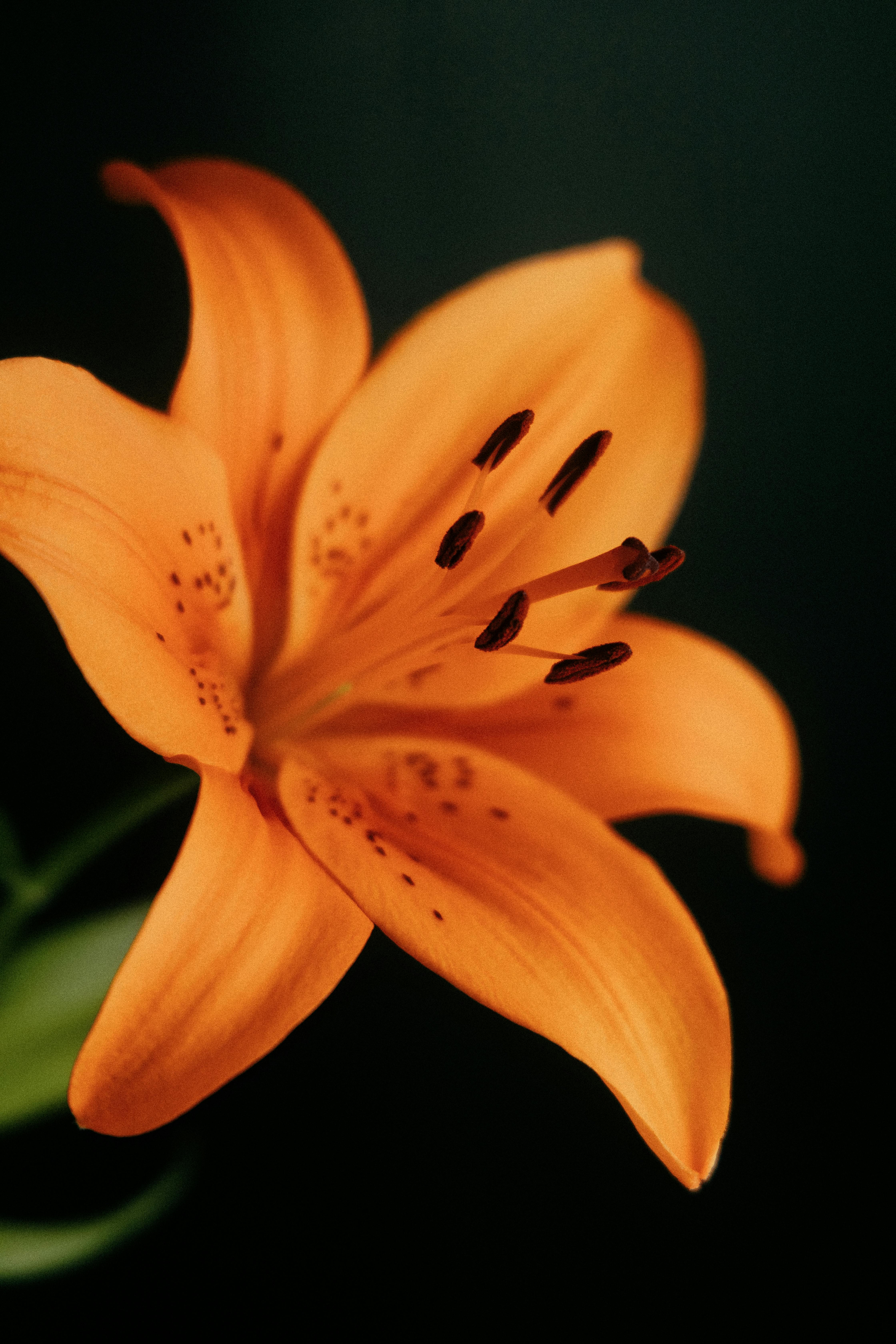 Close up of Fire Lily · Free Stock Photo