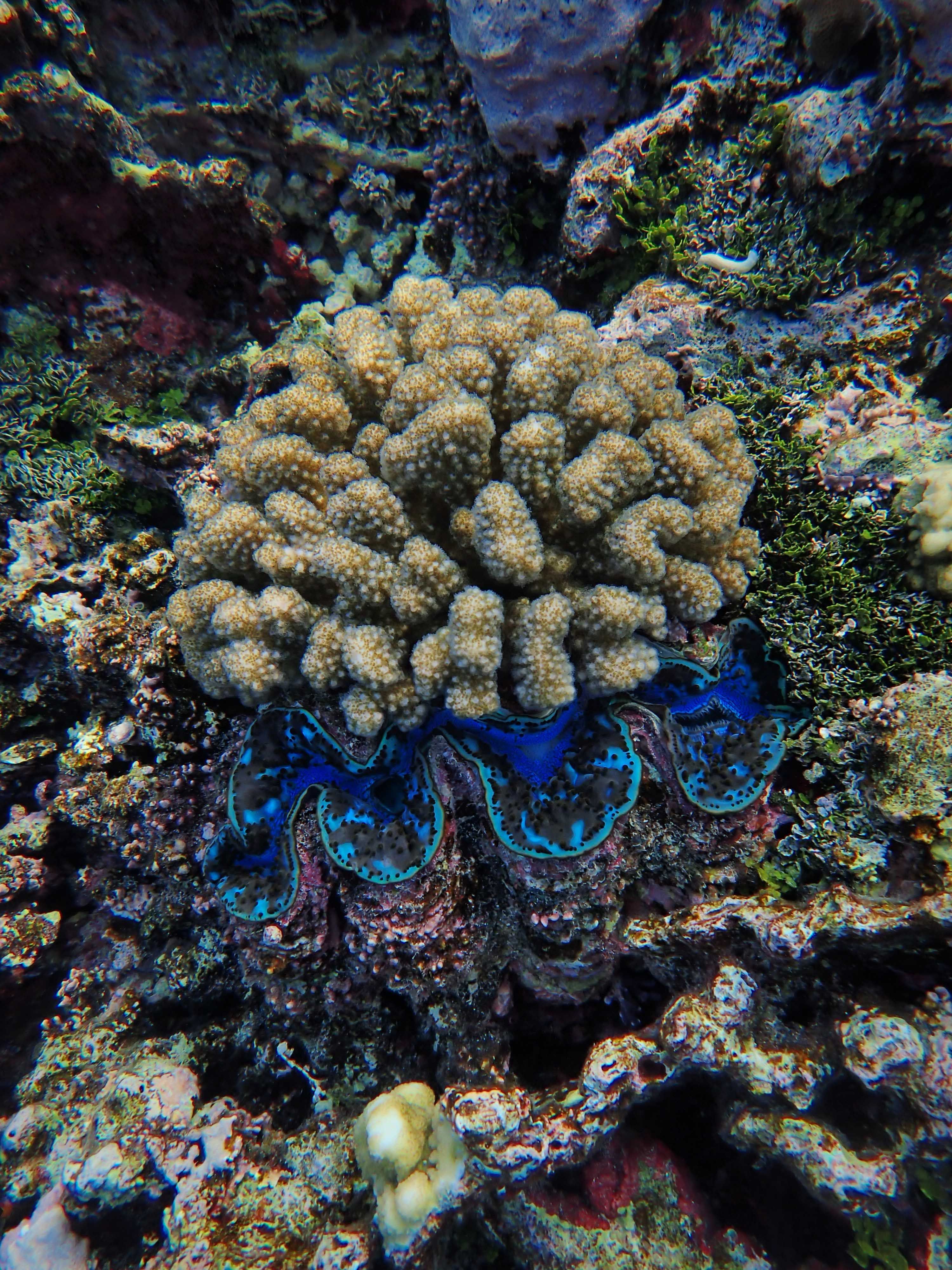 Sea Bich Underwater Photos, Download The BEST Free Sea Bich Underwater ...