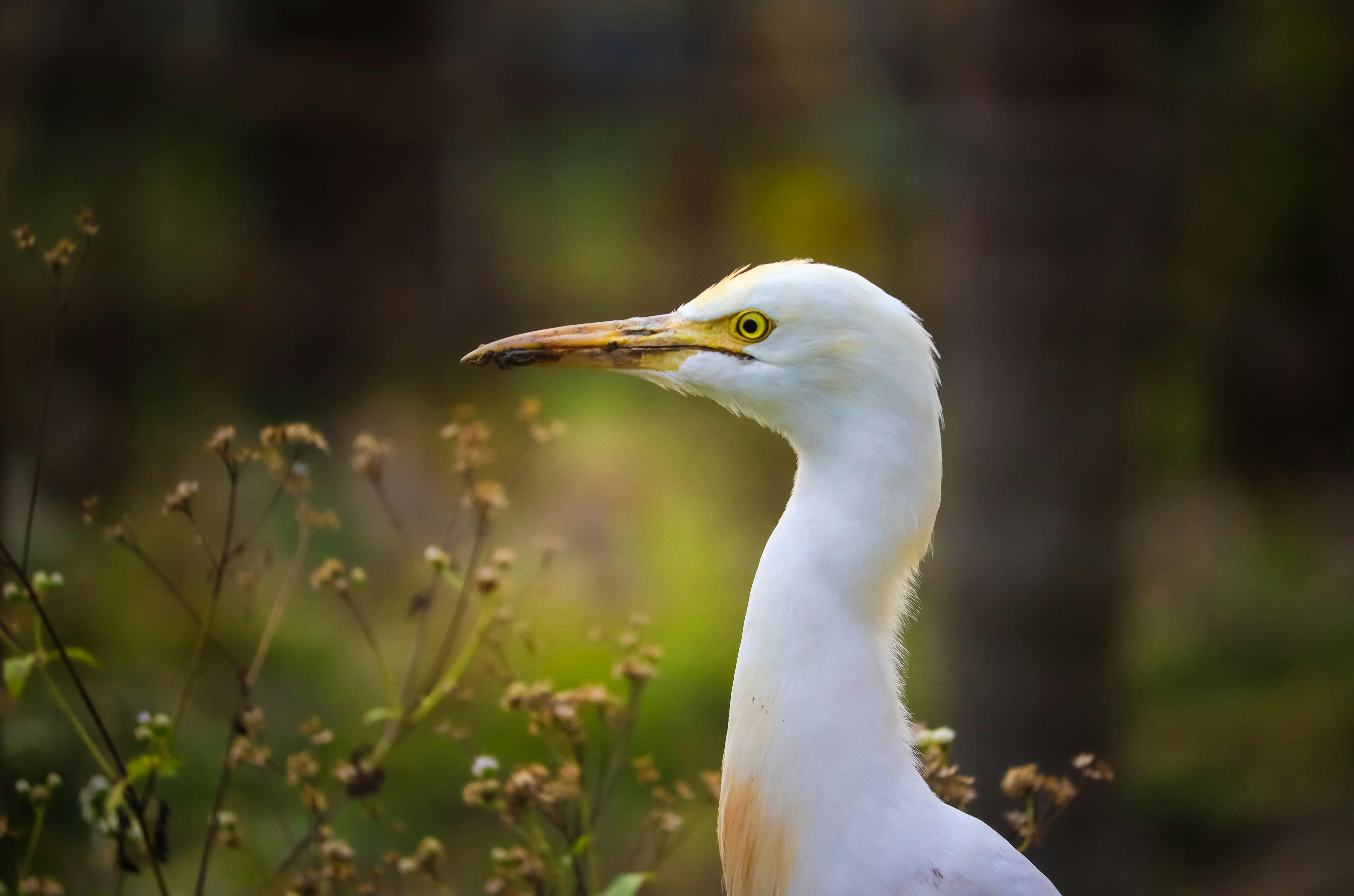 Birdwatching Photos, Download The BEST Free Birdwatching Stock Photos ...