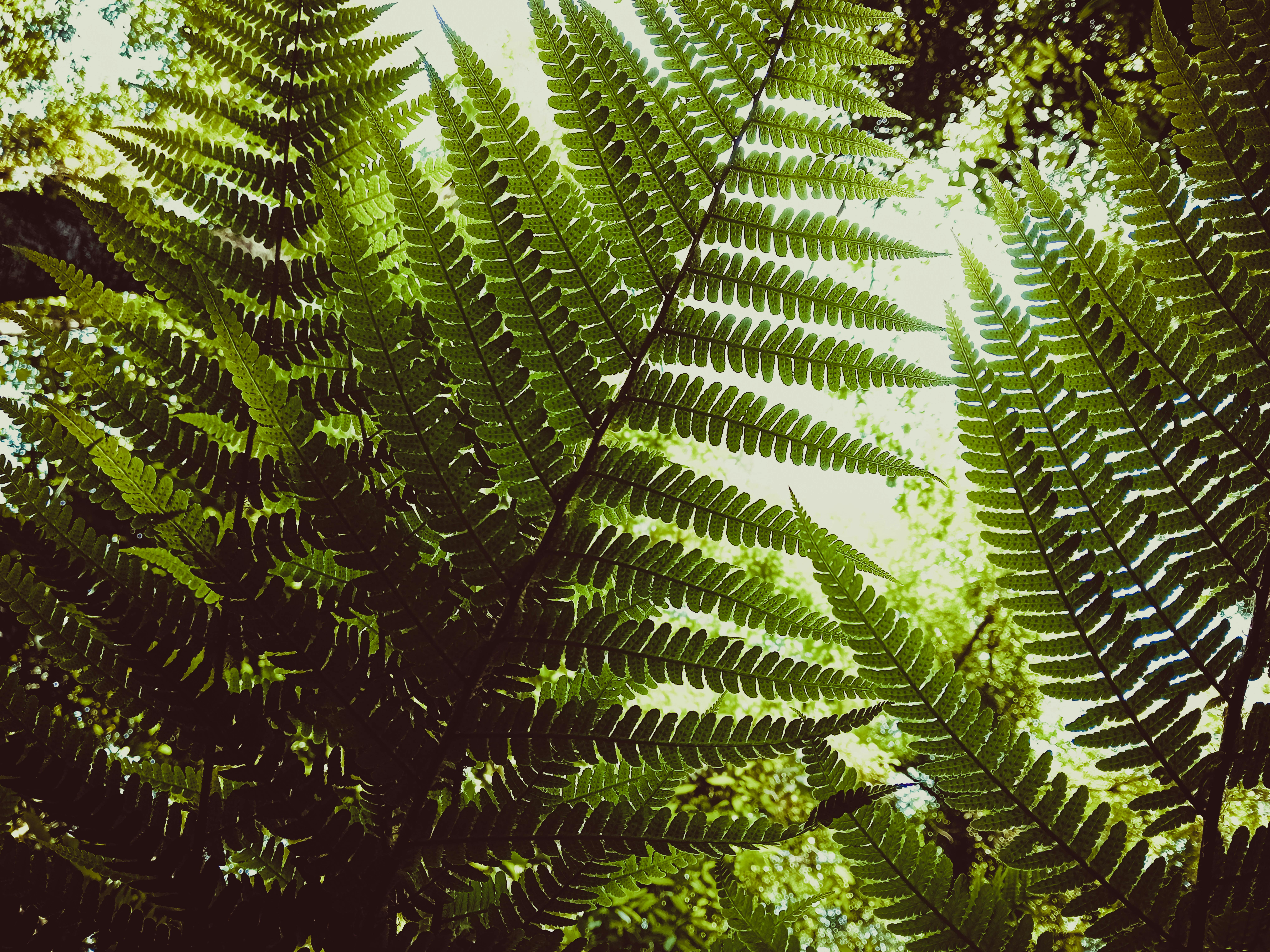 Photo Of Green Linear-leaved Plants · Free Stock Photo