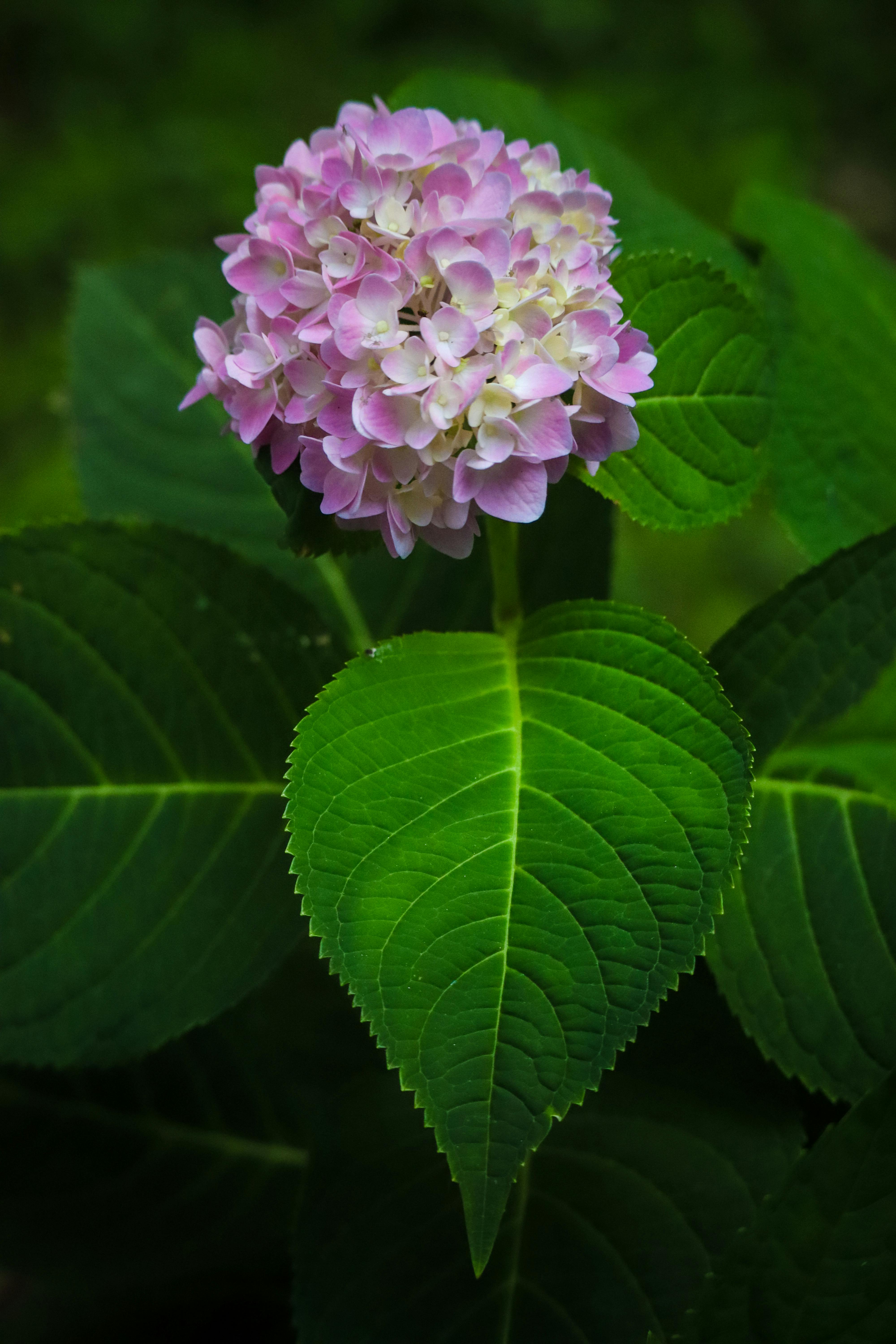 Bigleaf Hydrangea Flower · Free Stock Photo